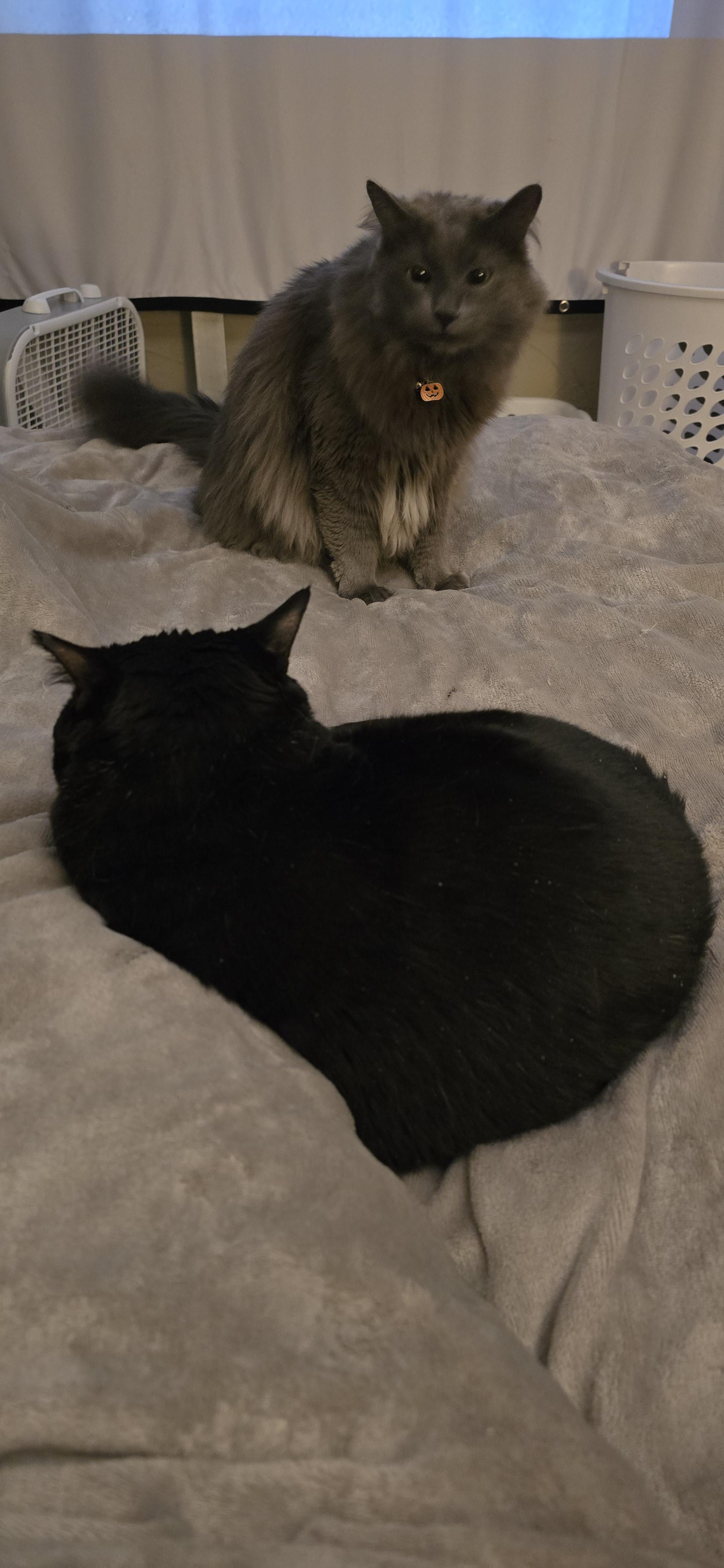 Siblings rivalries | Scrolller