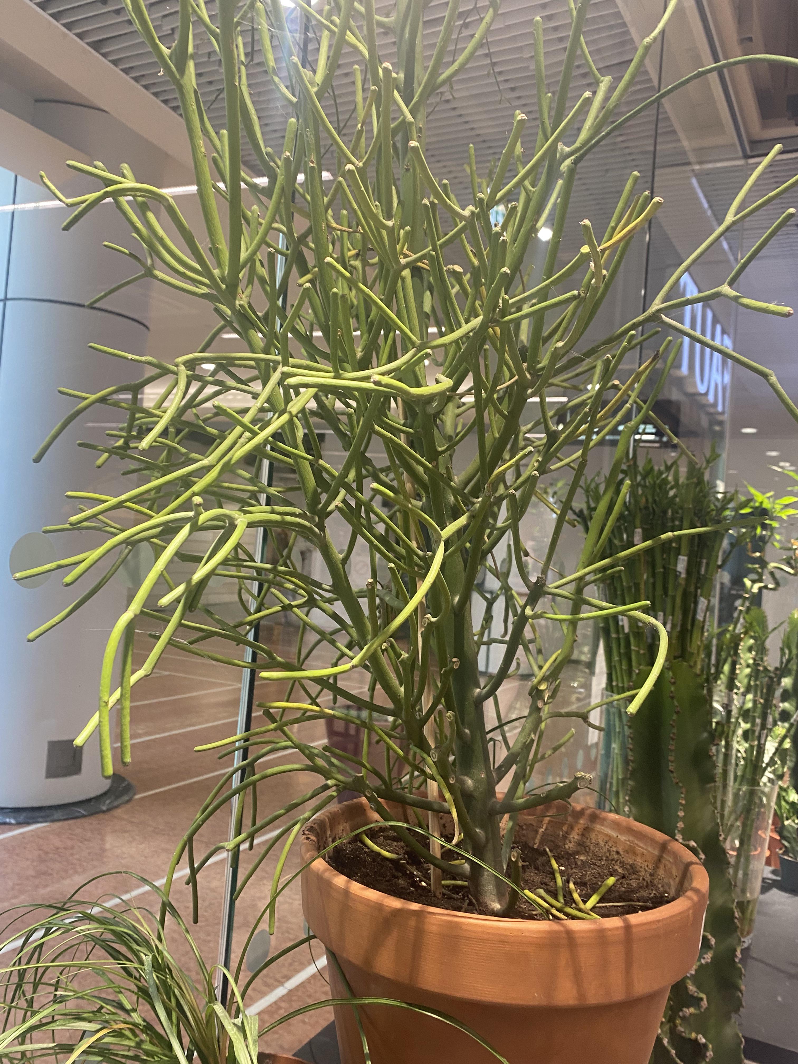 What Cacti is this? | Scrolller