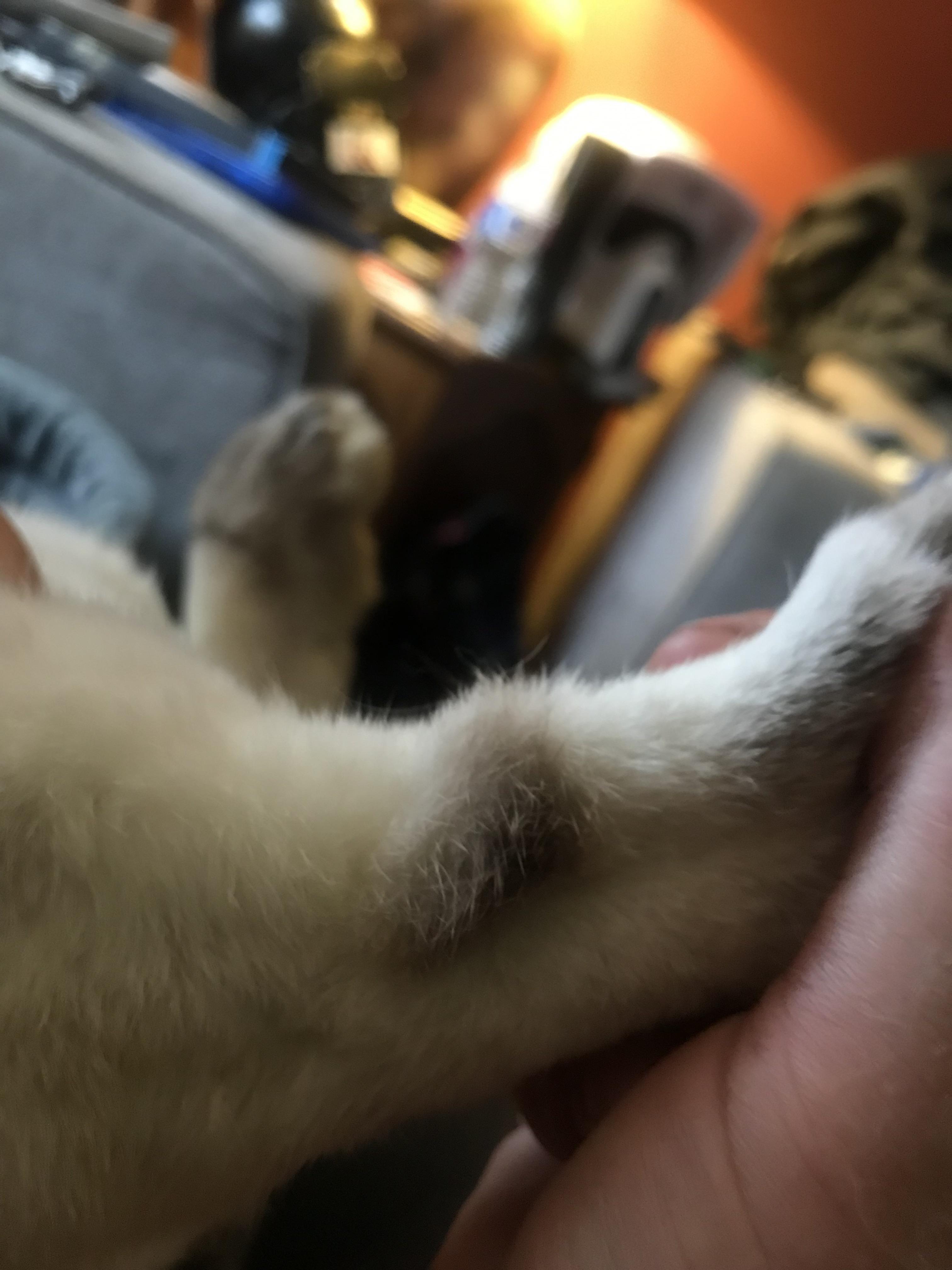 Lump on rabbits leg? | Scrolller