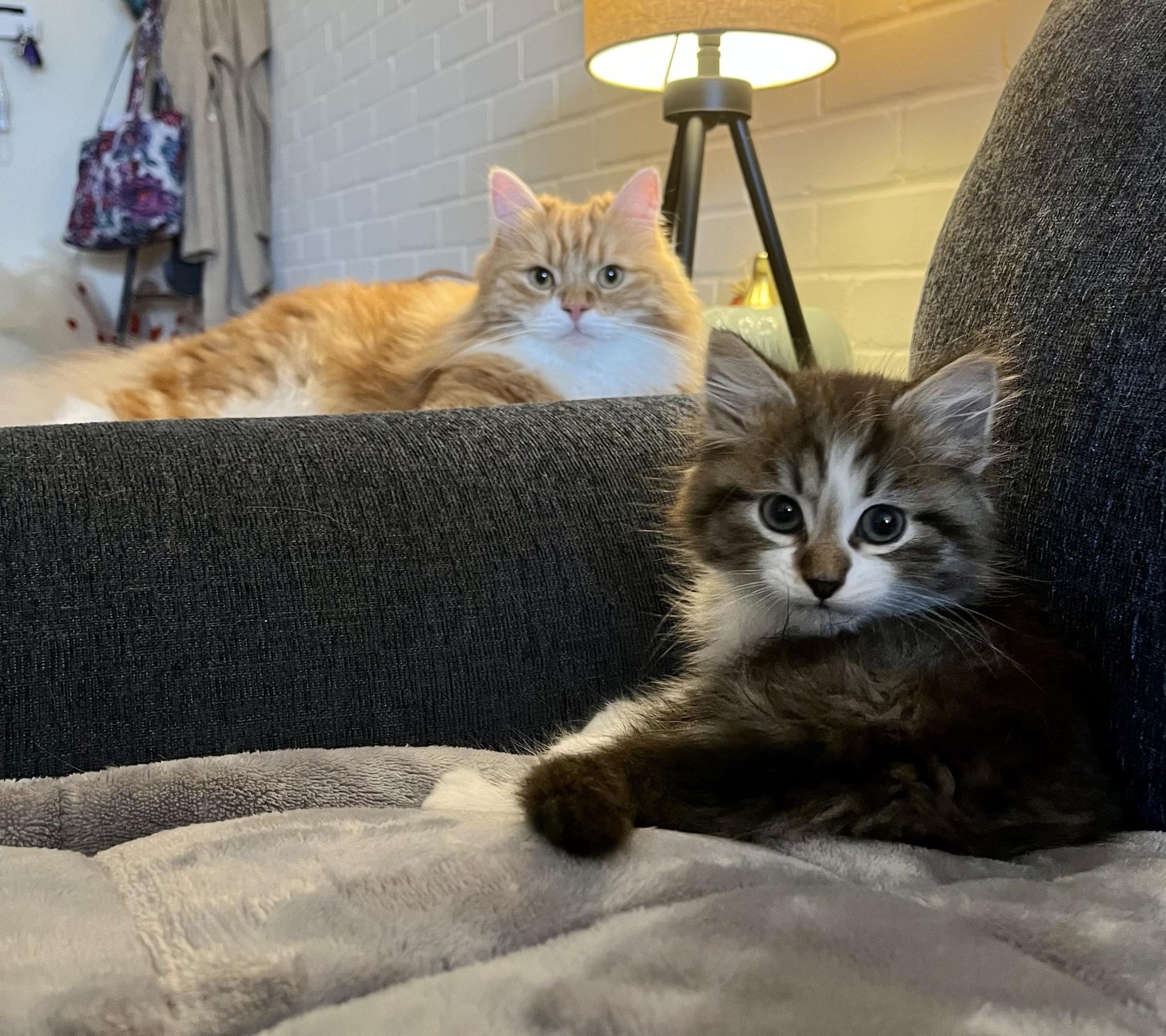 Nigel Meets the new Family Member, Theodore | Scrolller