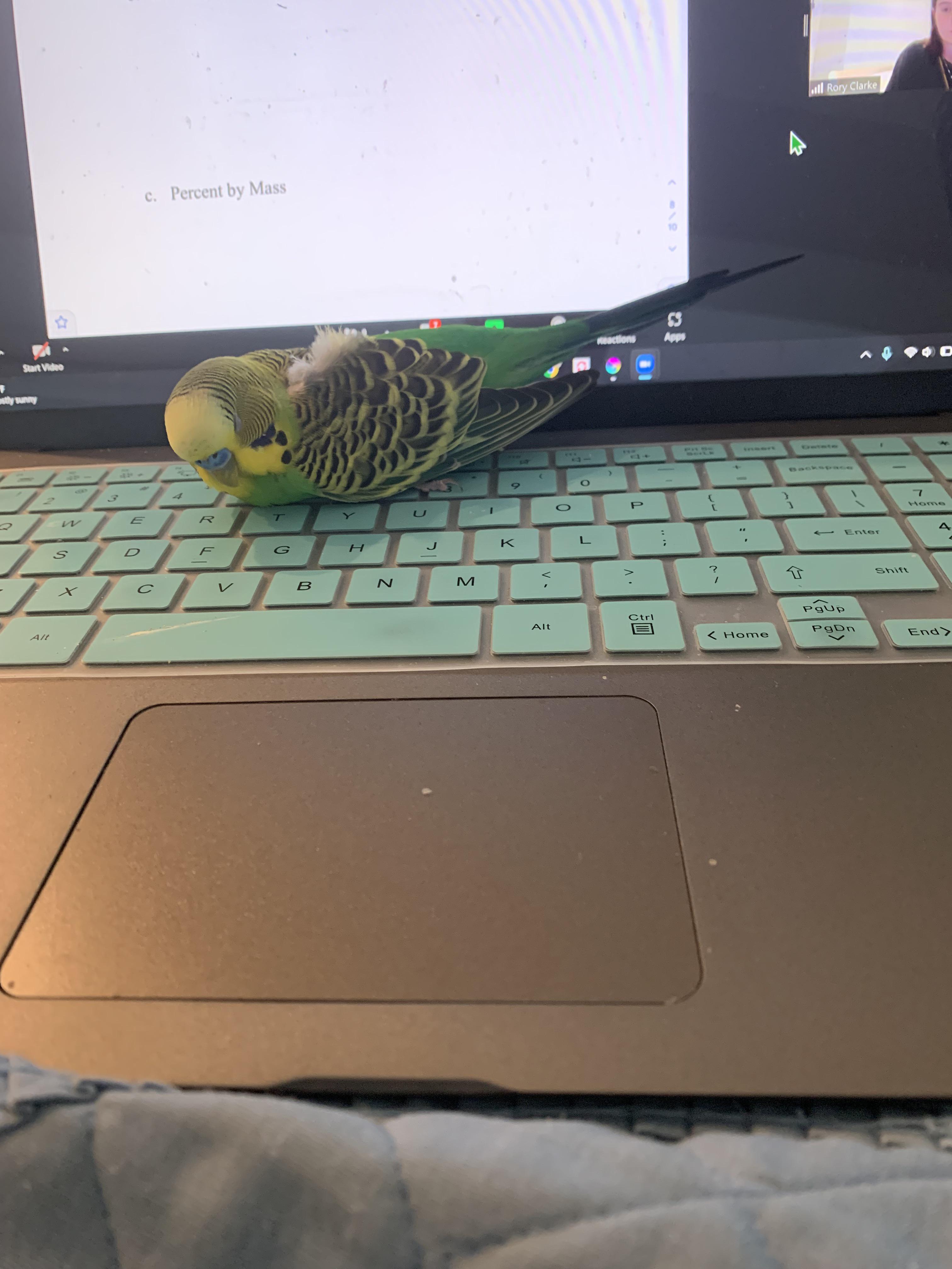 Homework buddy | Scrolller