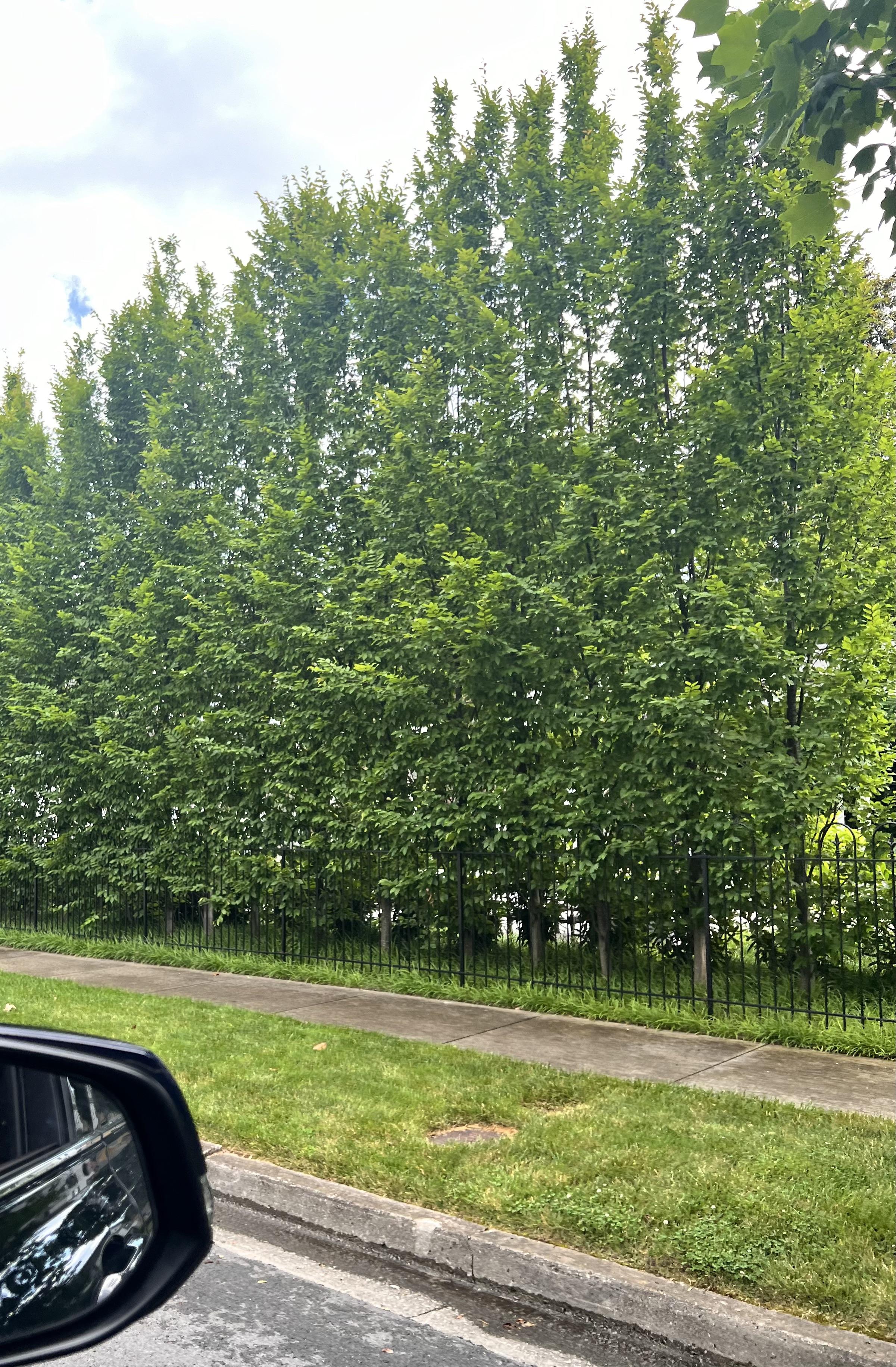 Trying to identify the species of Tree used for this hedge. | Scrolller