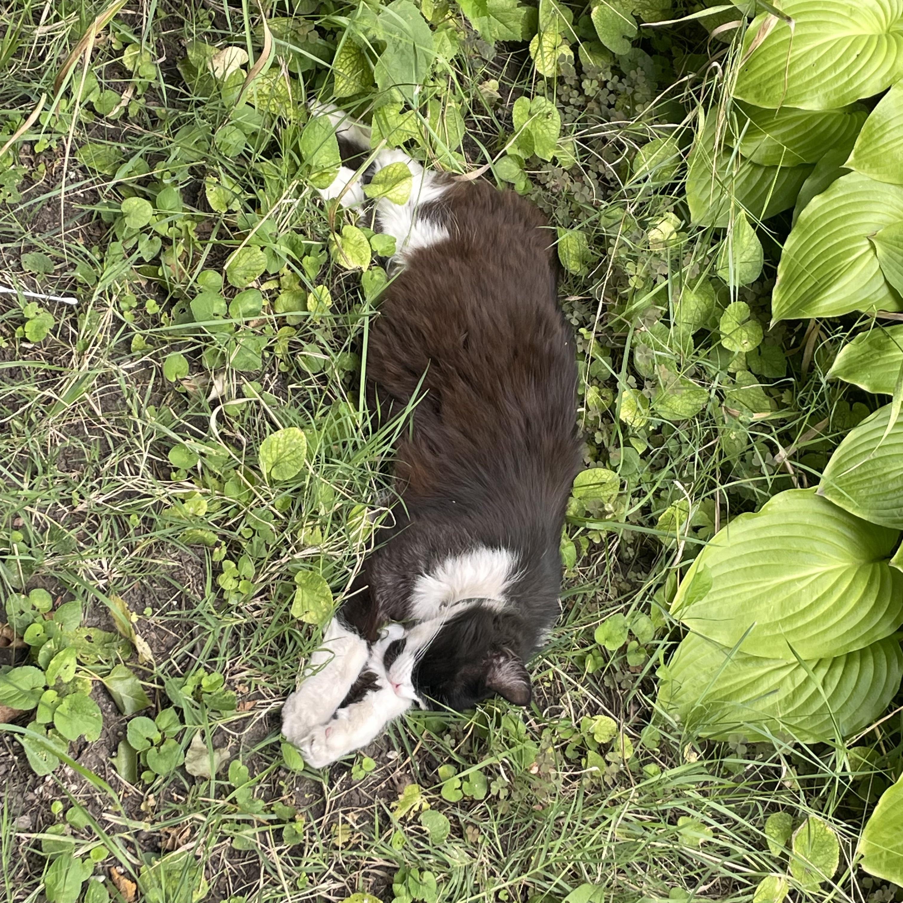 Compilation of my 15 yo floof. | Scrolller