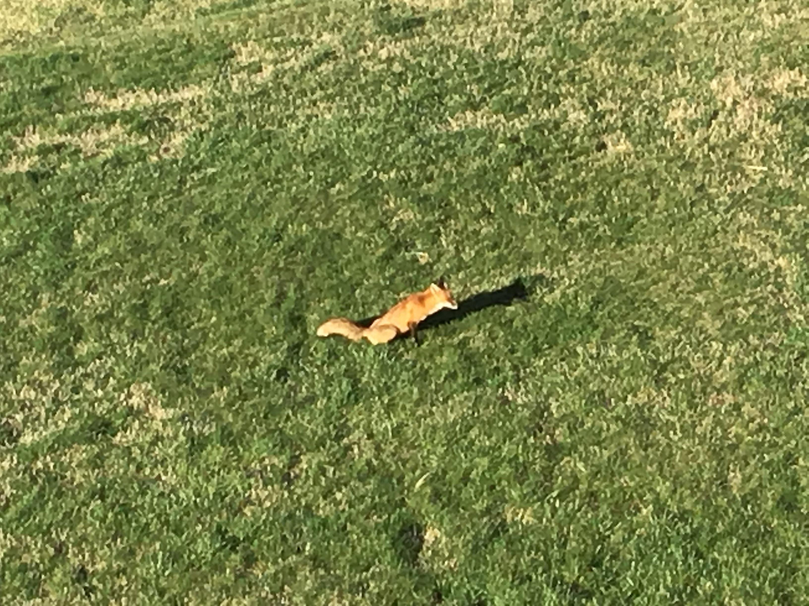 A fox from afar | Scrolller