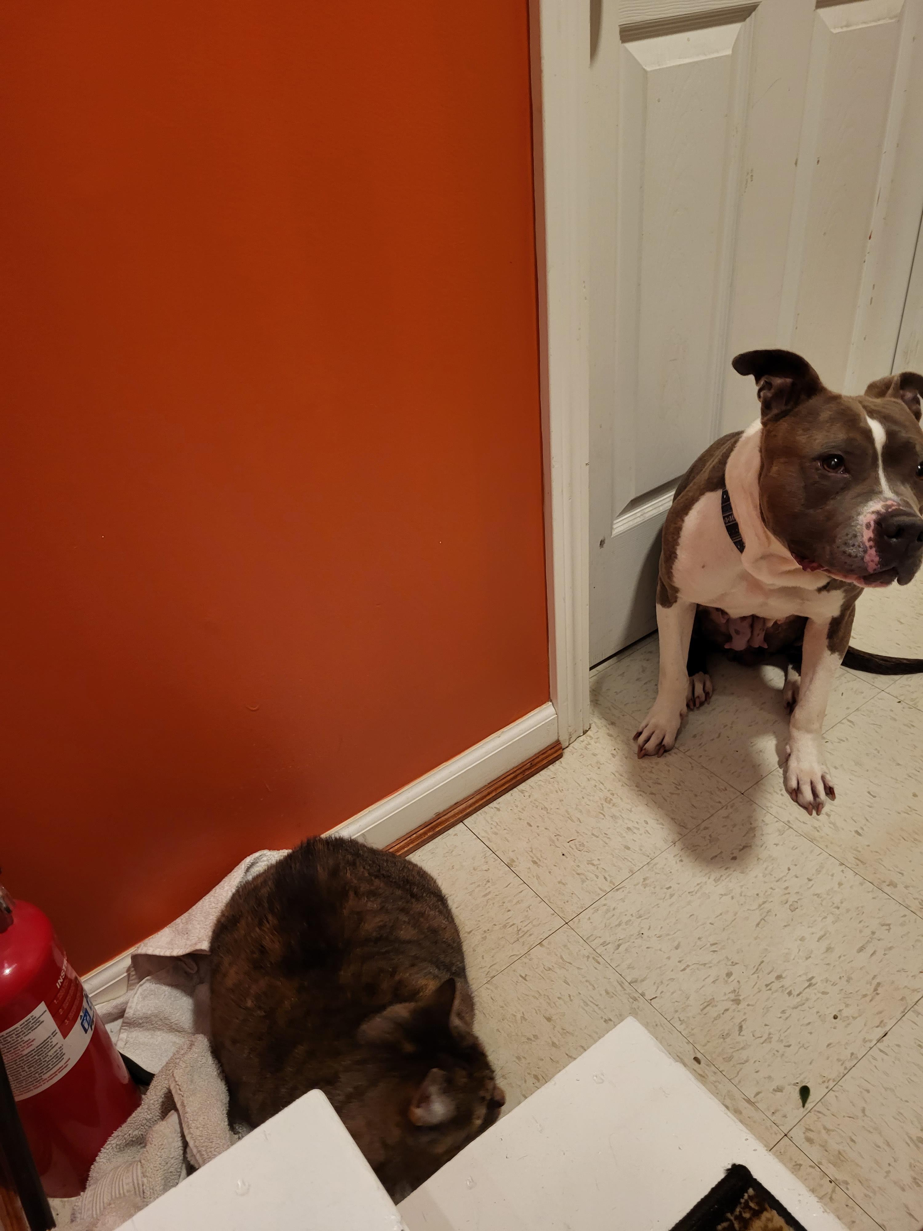 [OC] There was tornado warning so I brought my dog and cat into the basement with me | Scrolller