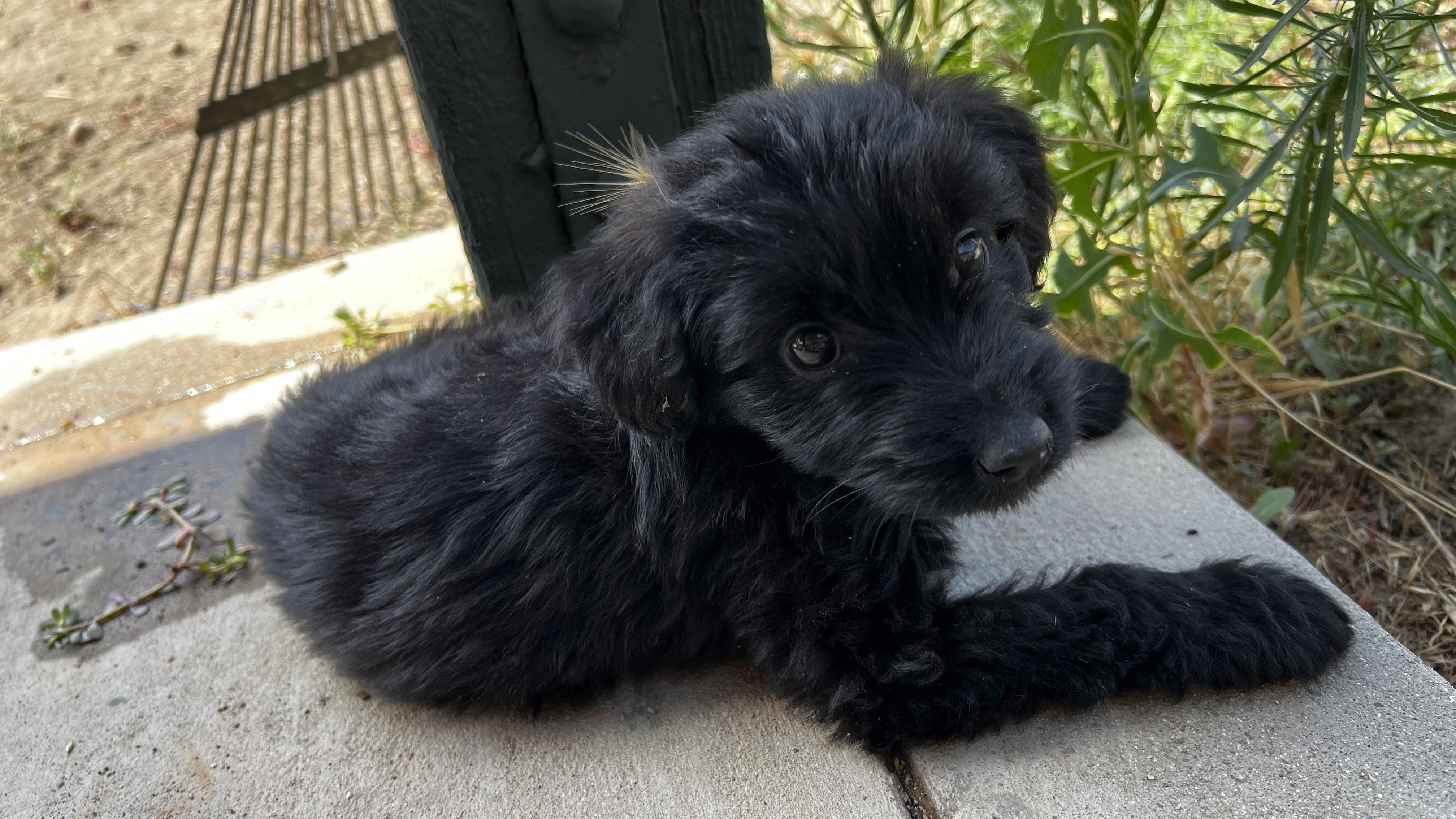 Thoughts on dog breed? | Scrolller