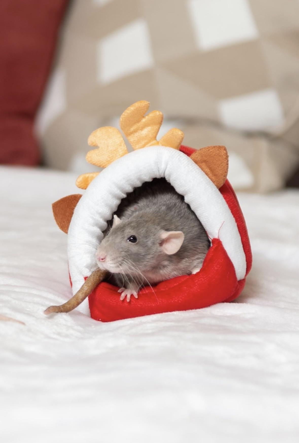 Holiday mischief photoshoot! | Scrolller