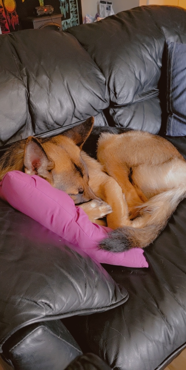 Sleeping Bella and her big sister Athena 🥰🥰 | Scrolller