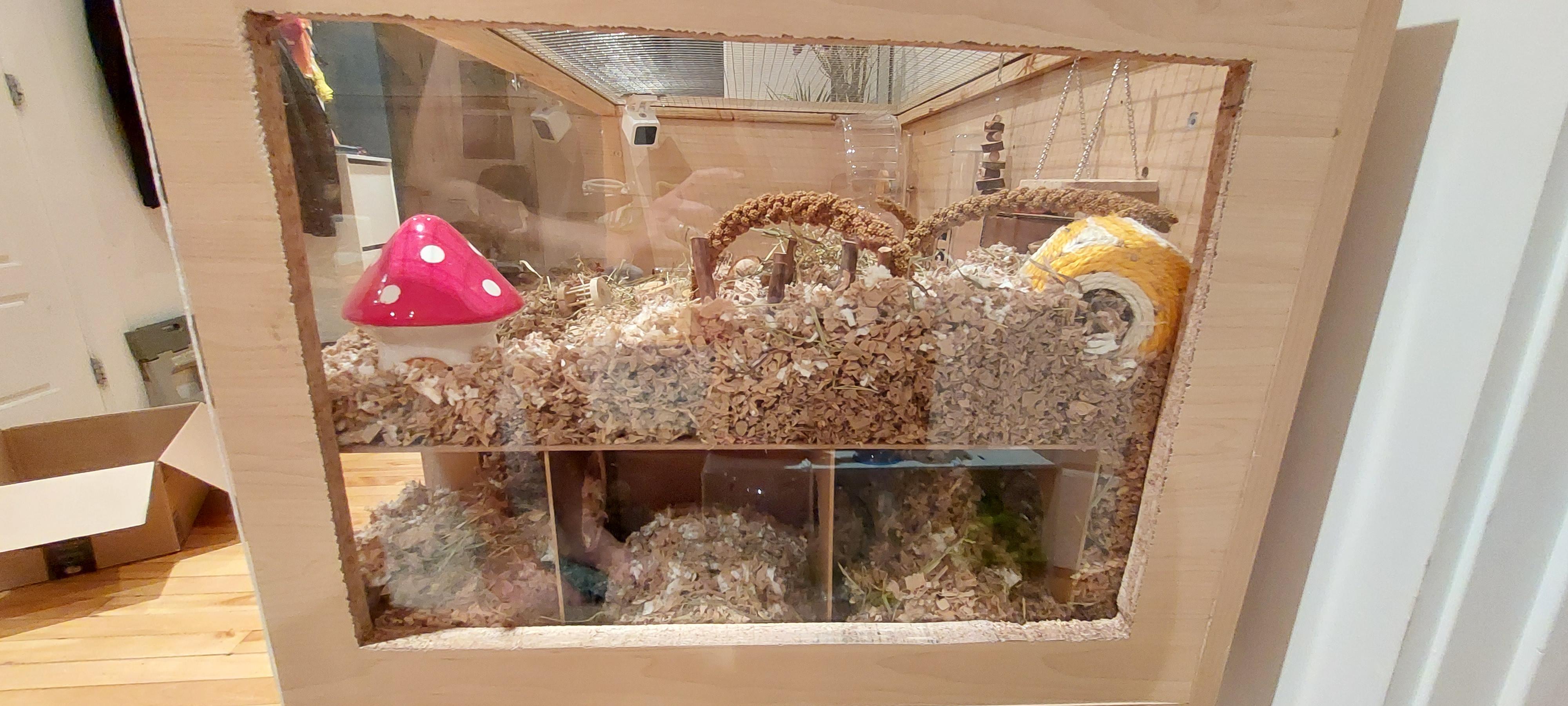 Finally finished our DYI enclosure! | Scrolller