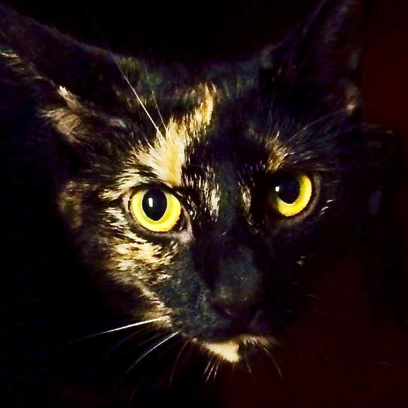 My beautiful Minerva turns 11 this month | Scrolller