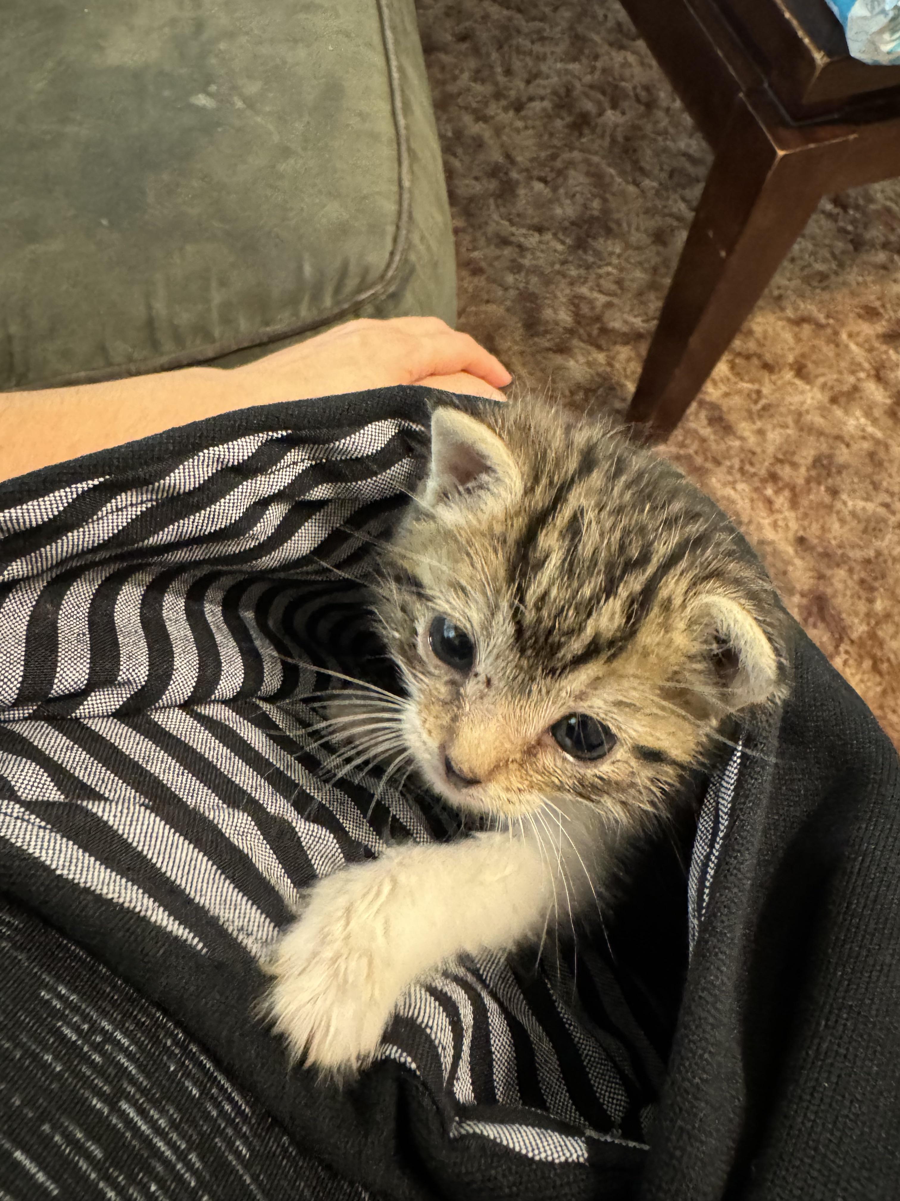 Meet Maple | Scrolller