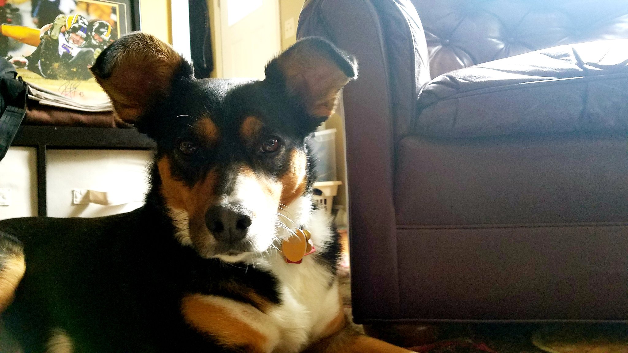 RIP Lassie 2015-2024 | Scrolller