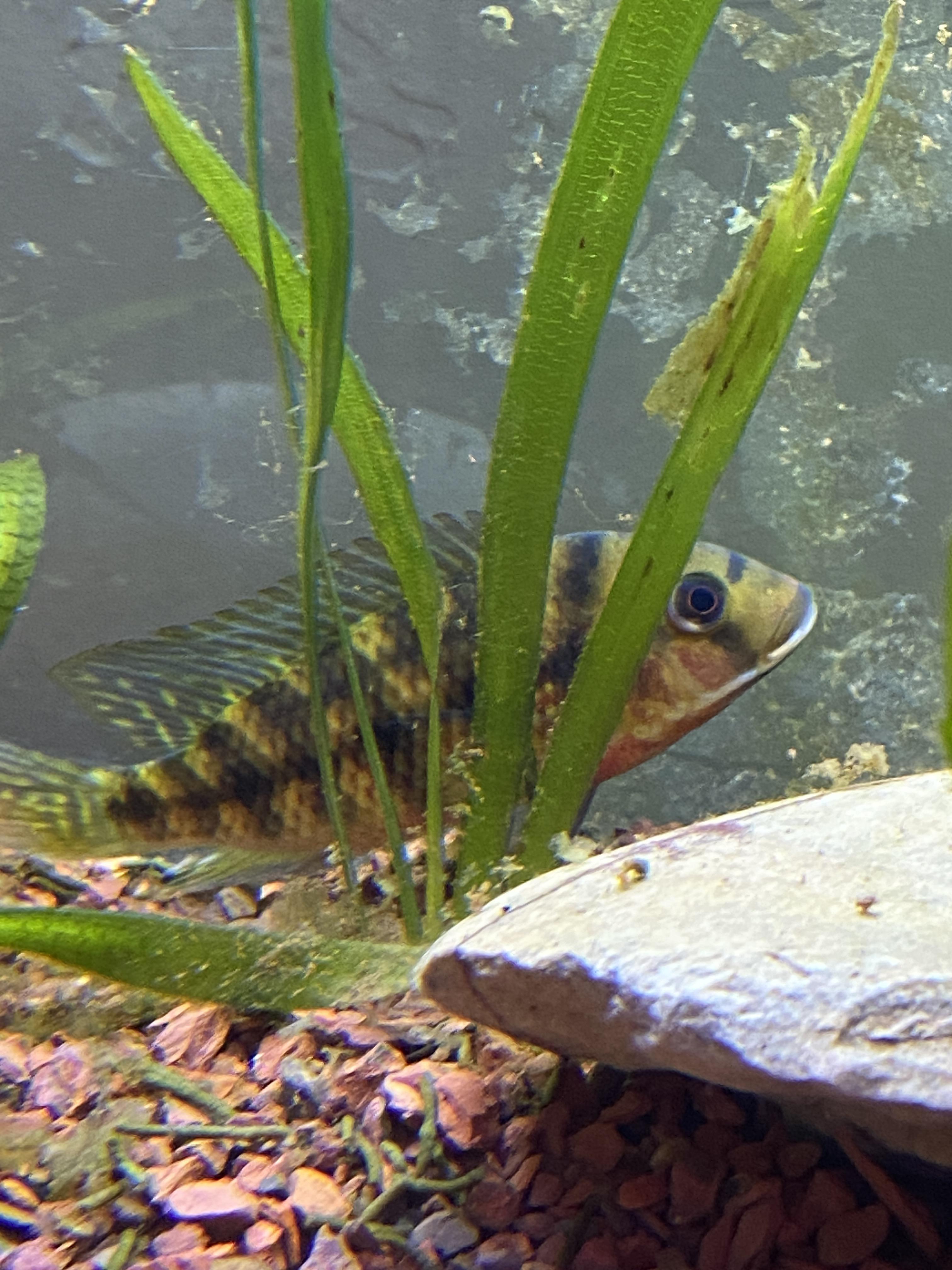 Fish Identification Help | Scrolller