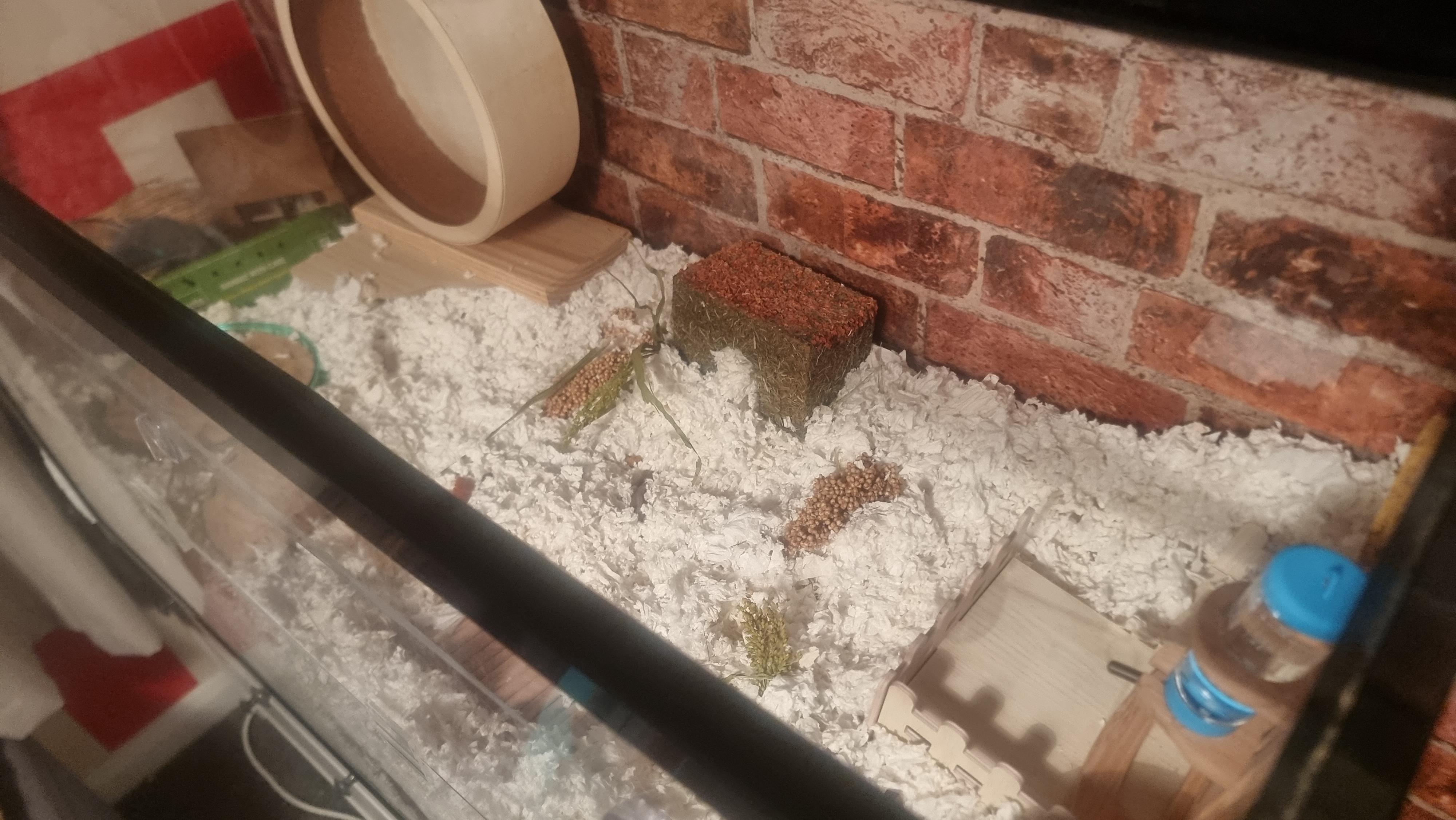 Does anyone have any products/ ideas what i can use to add more to my hamsters enclosure ...