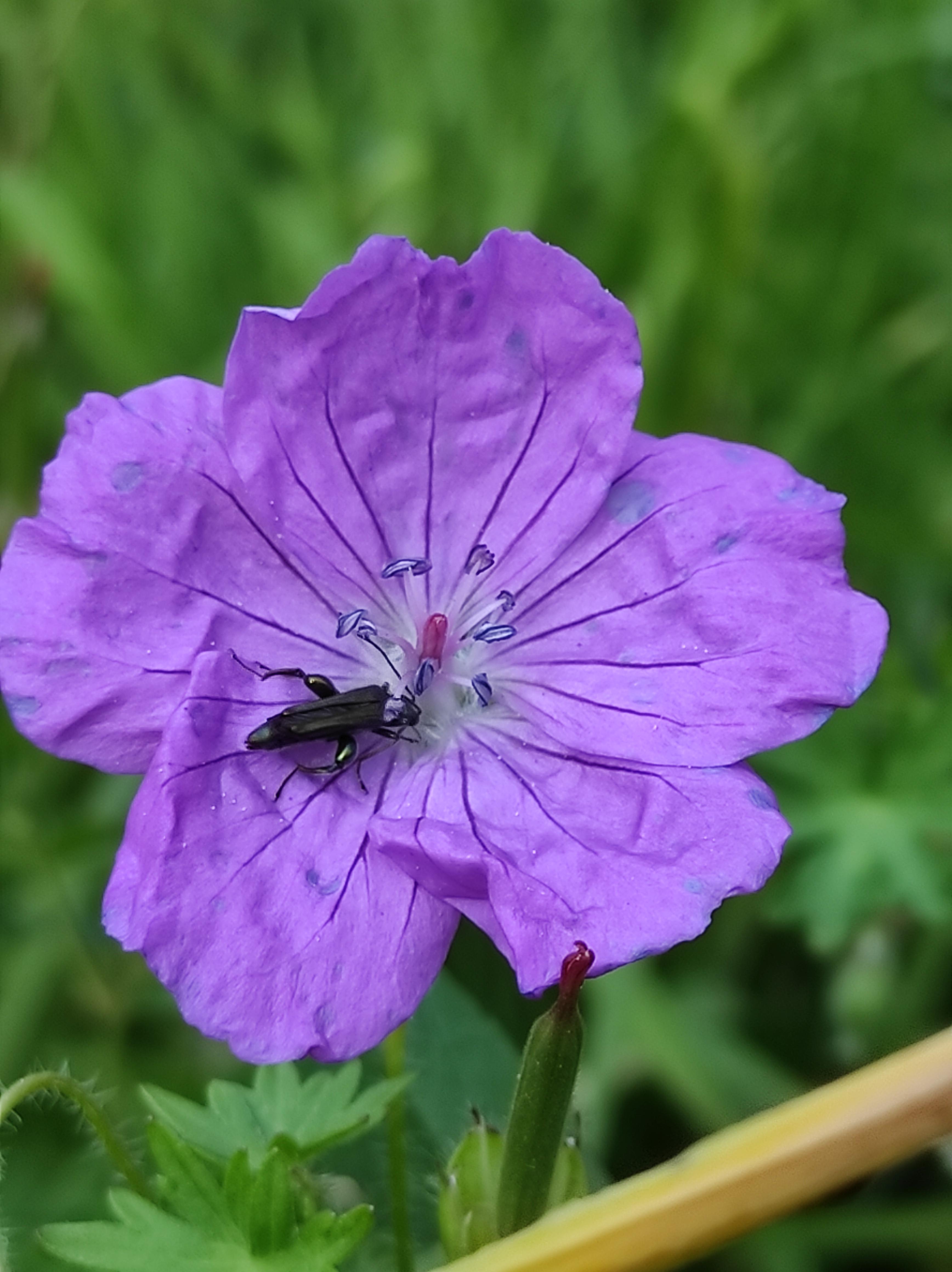 Little flower | Scrolller