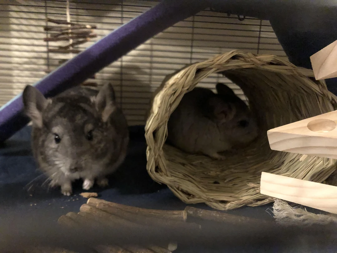 First time chinchilla owner question | Scrolller