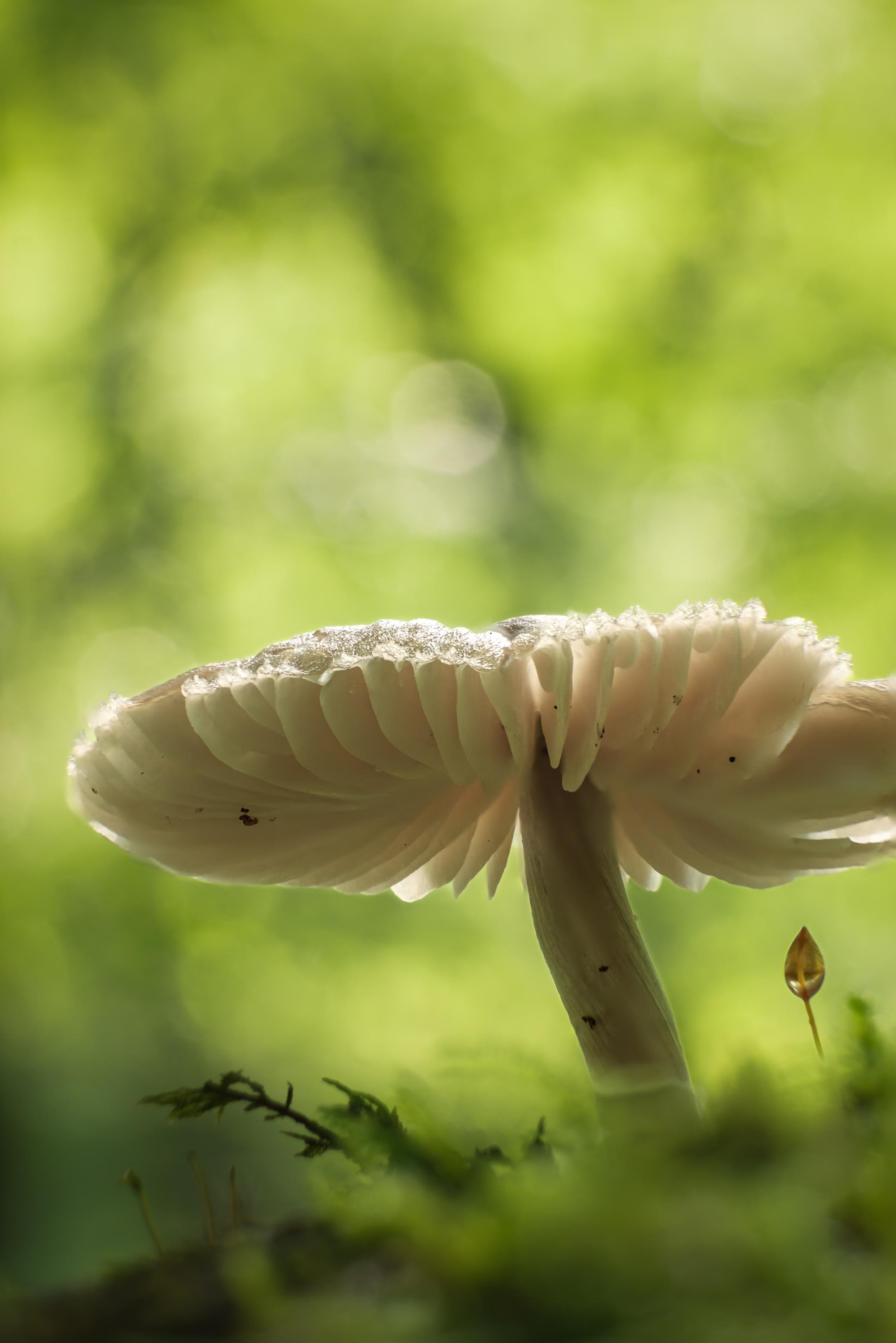 Mushroom [OC] | Scrolller