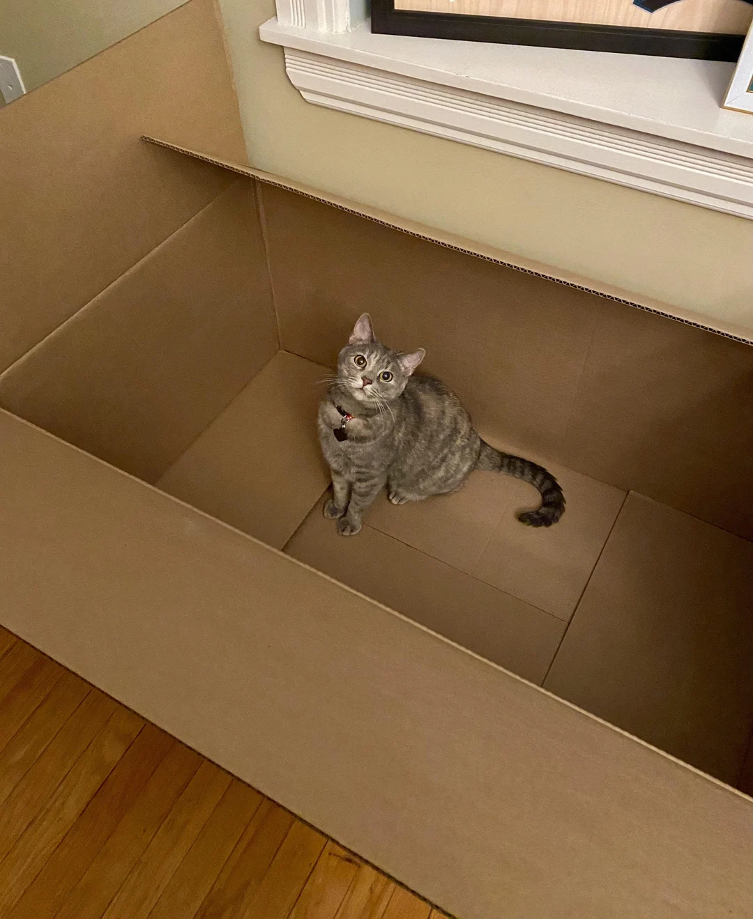 Smol cat or huge trap? | Scrolller