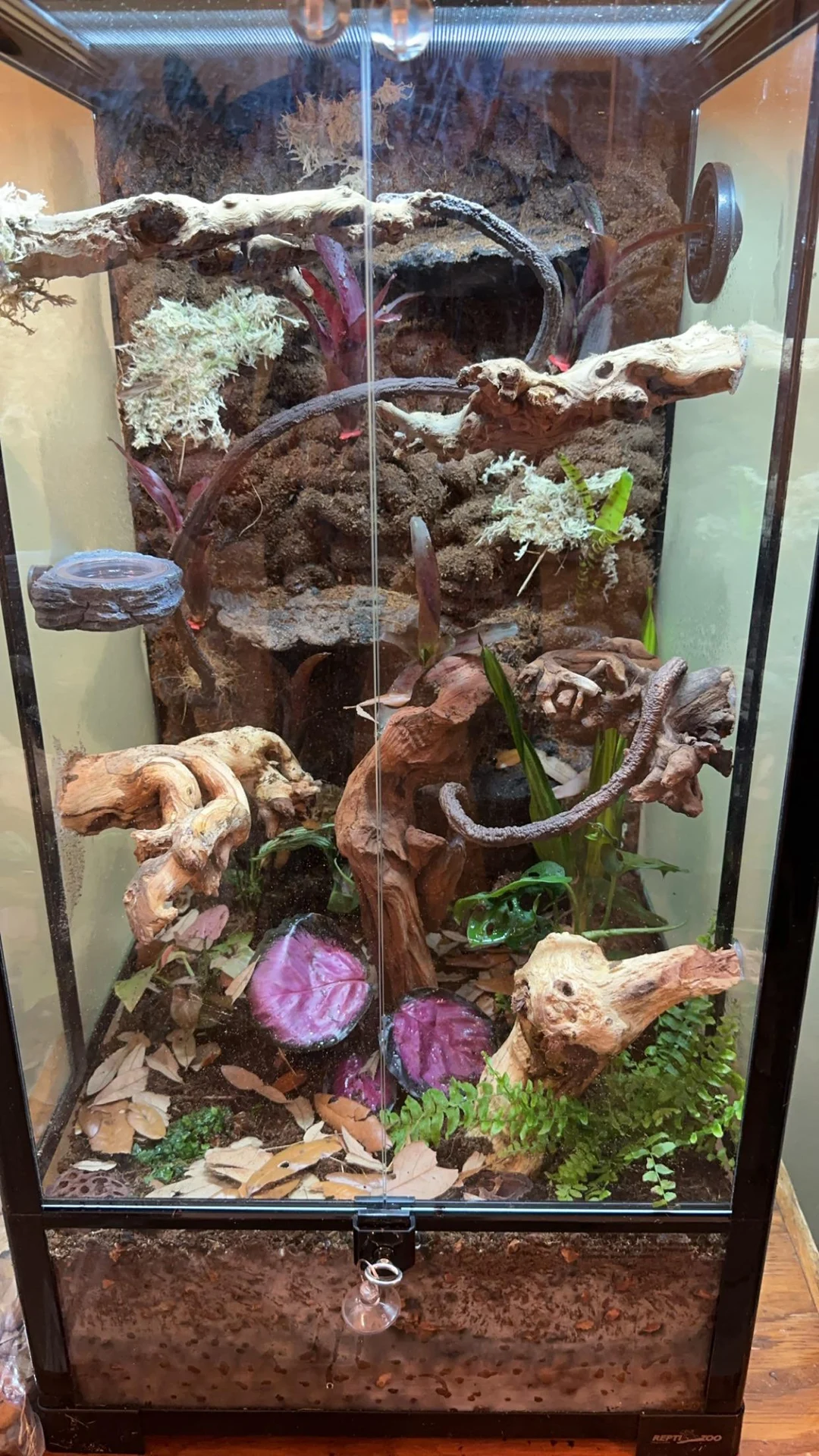 New Day Gecko Tank | Scrolller