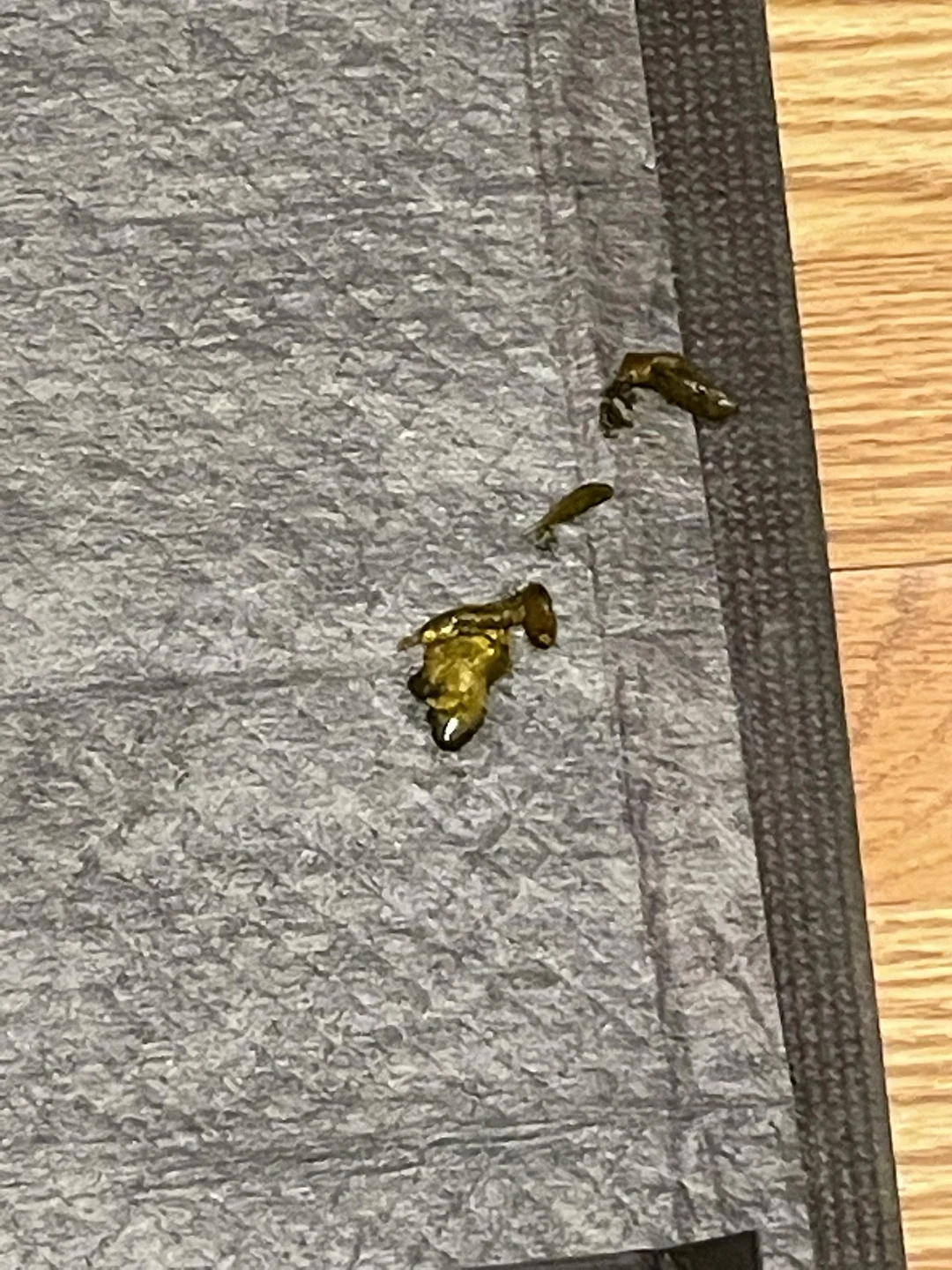 Discover more like Ferrets: Weird stool consistency and Related Content | Scrolller