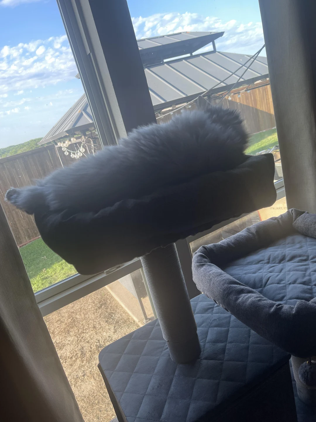 Floof in the sun. | Scrolller