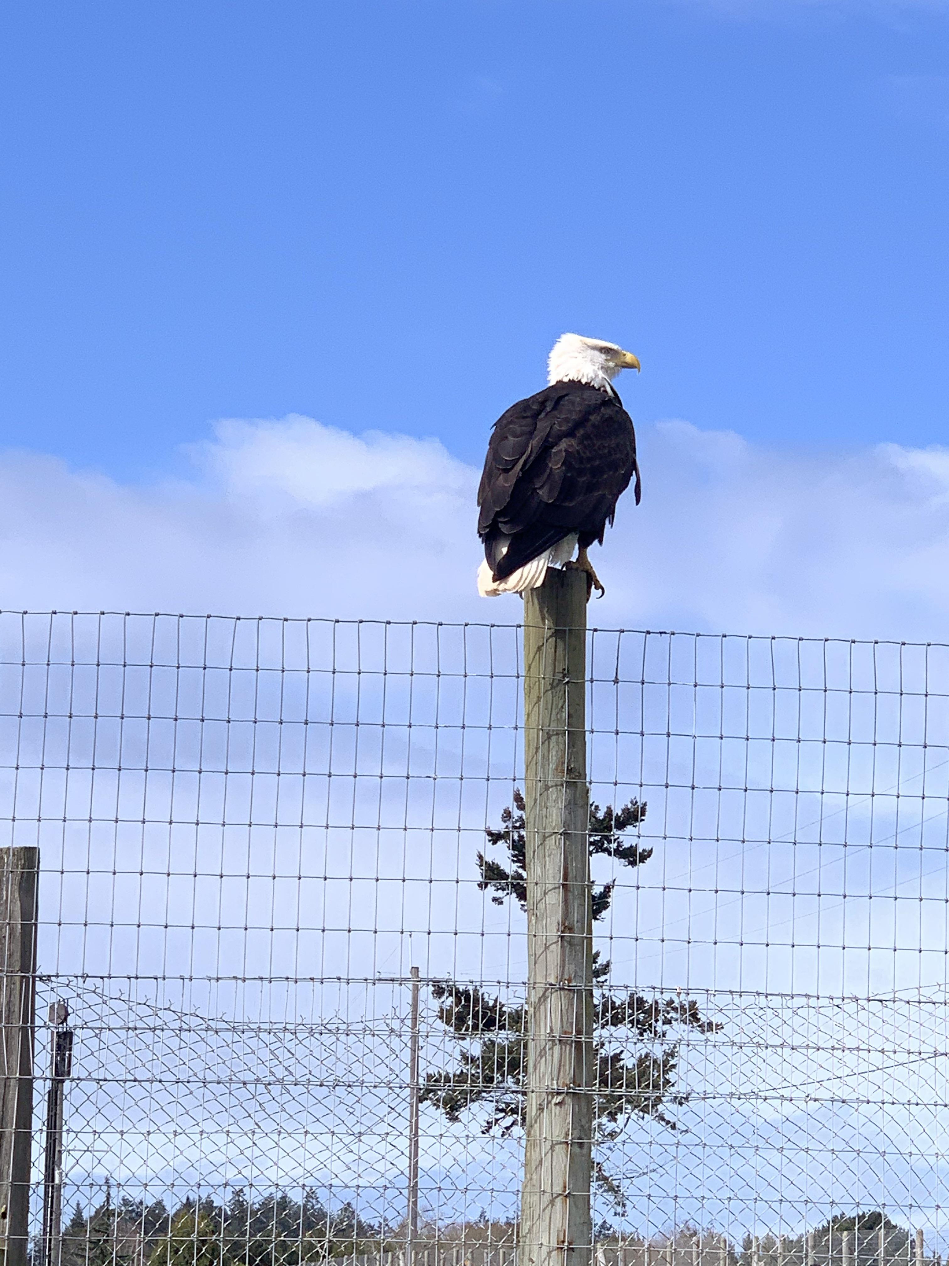 a bald eagle chillin’, Washington state. | Scrolller