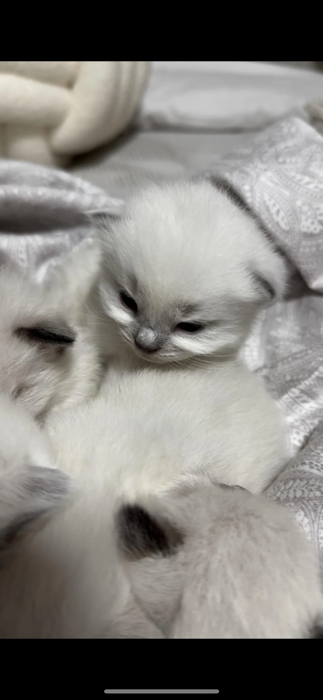 Fluff ball | Scrolller