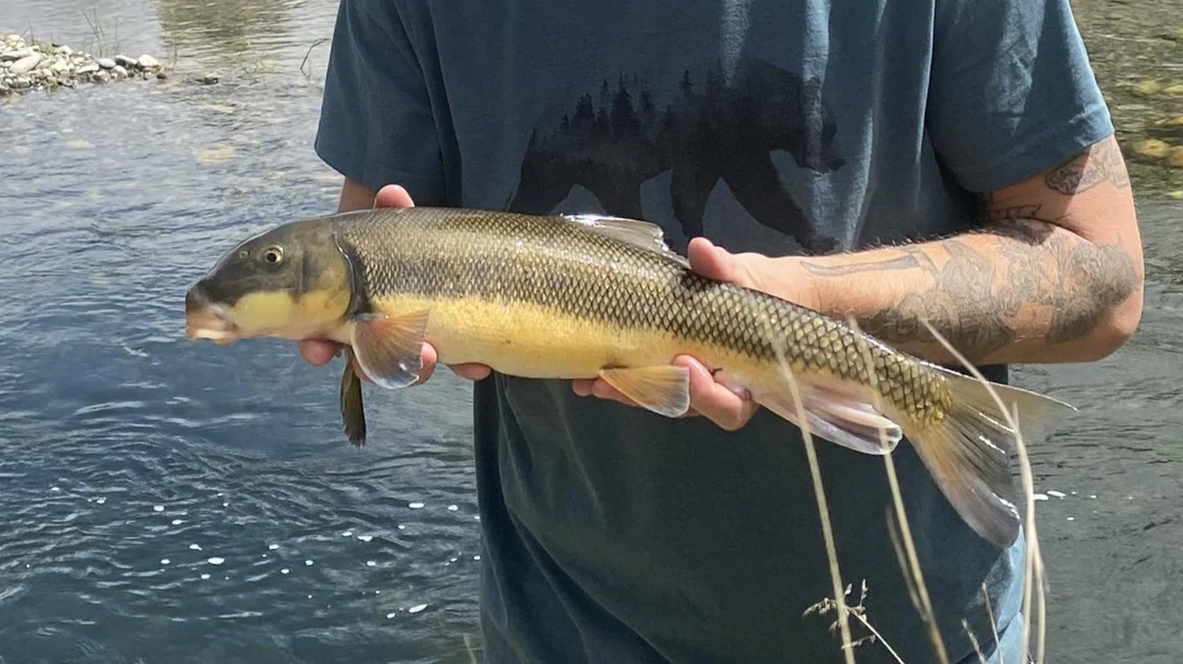 What’s this fish | Scrolller