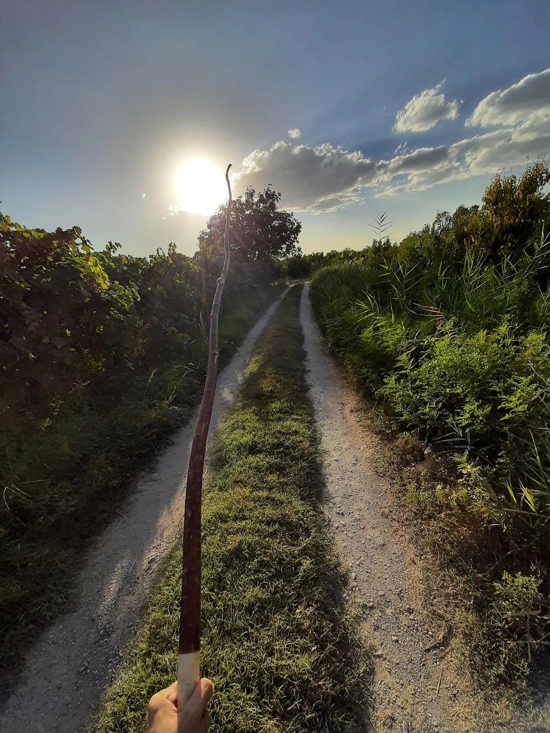 Grape Garden | Scrolller