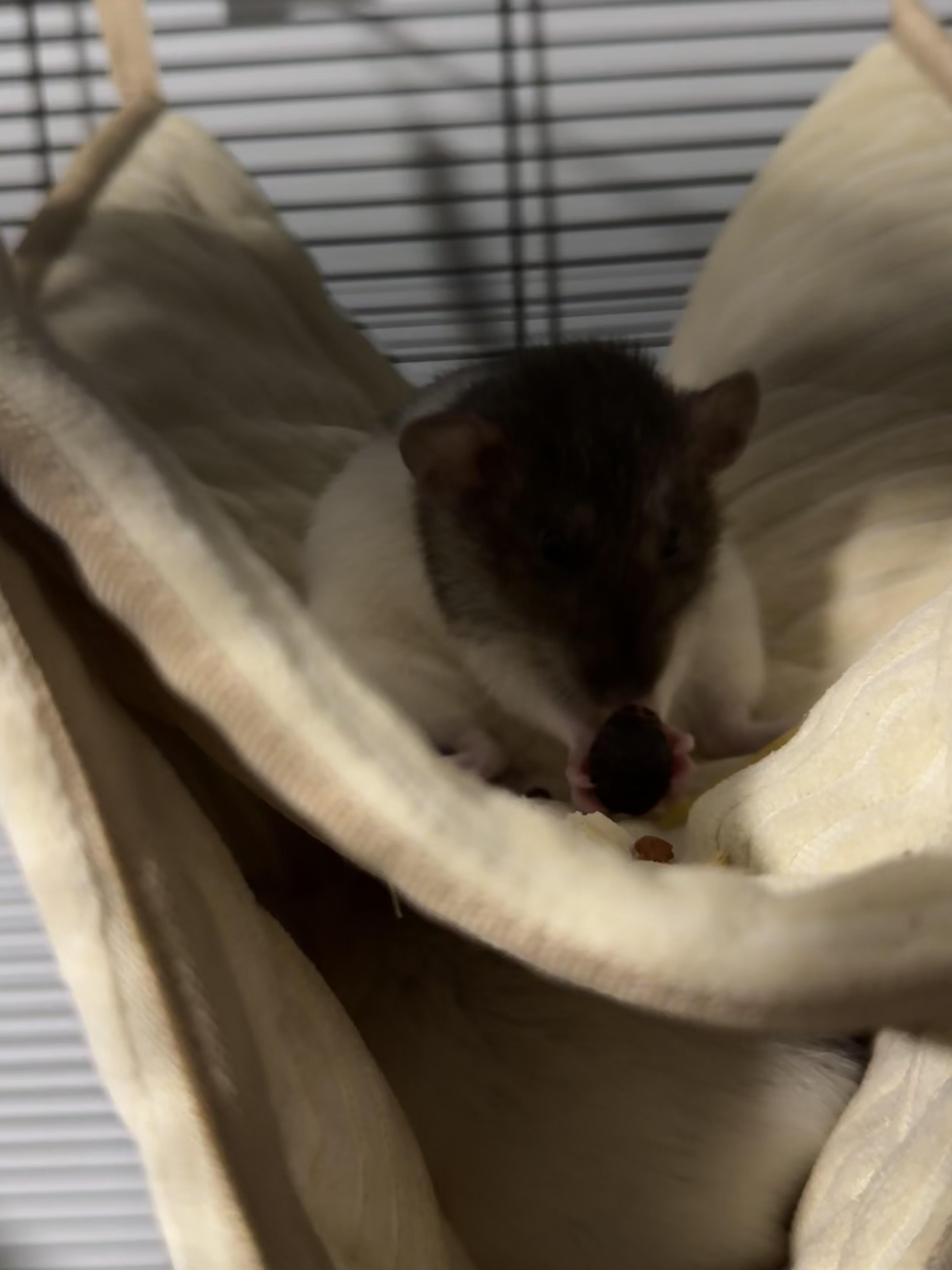 Lisa scott lee pondering her orb | Scrolller