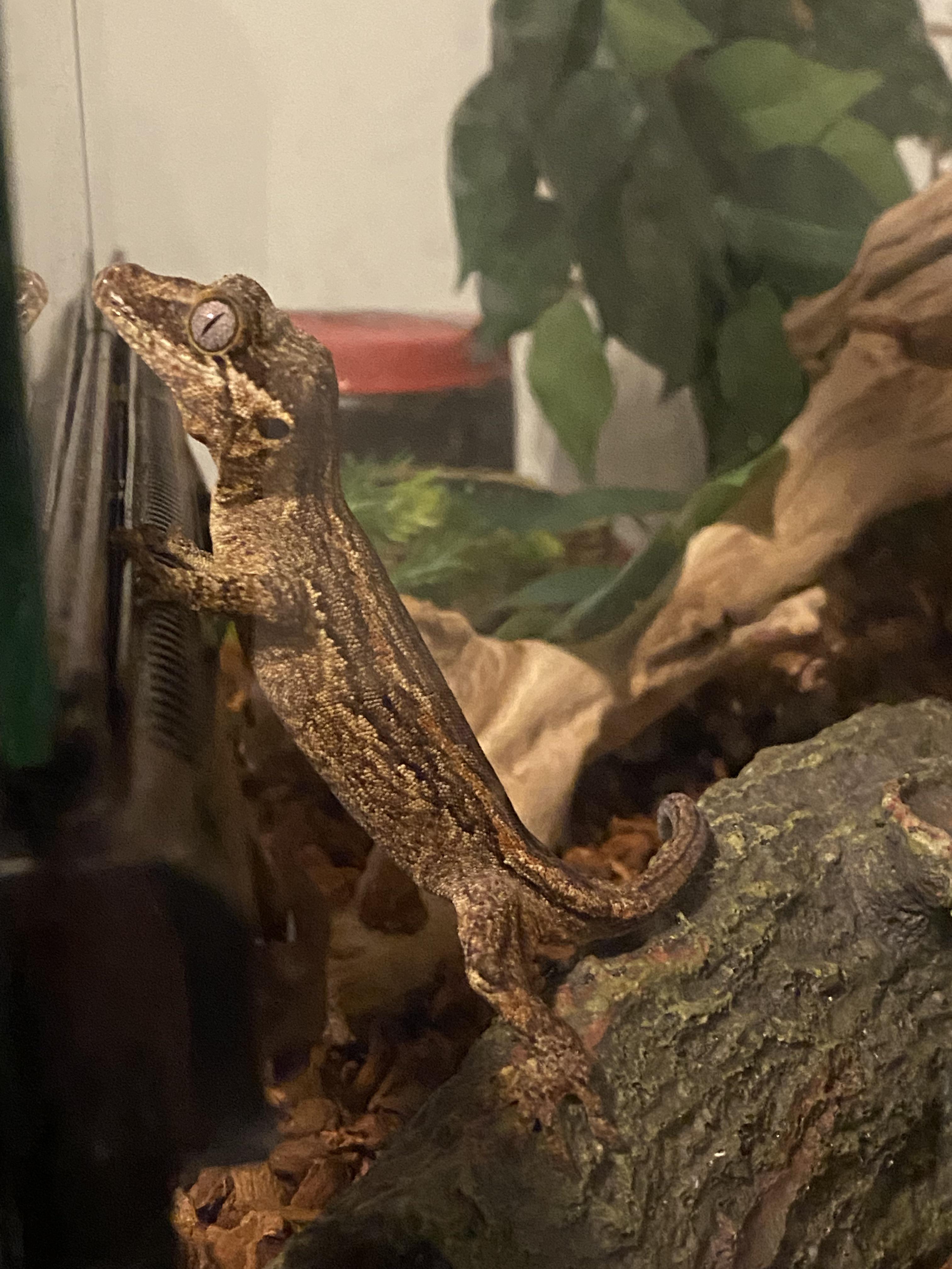 Brand new gargoyle — can anyone identify her morph? | Scrolller