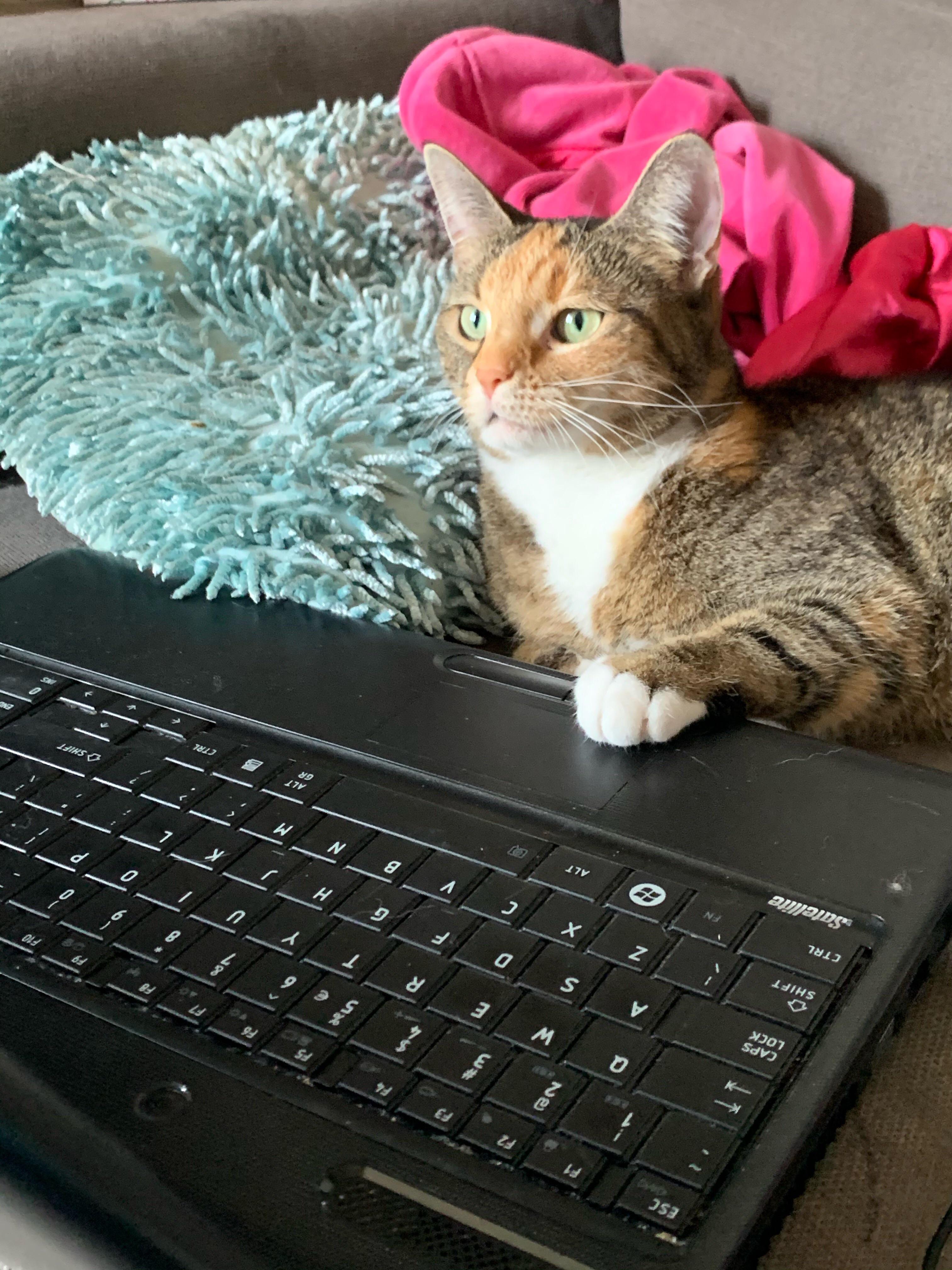 Smart kitty | Scrolller