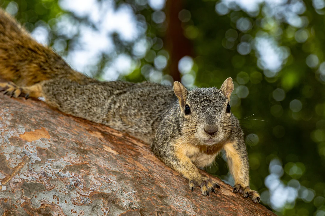 Squirrel | Scrolller