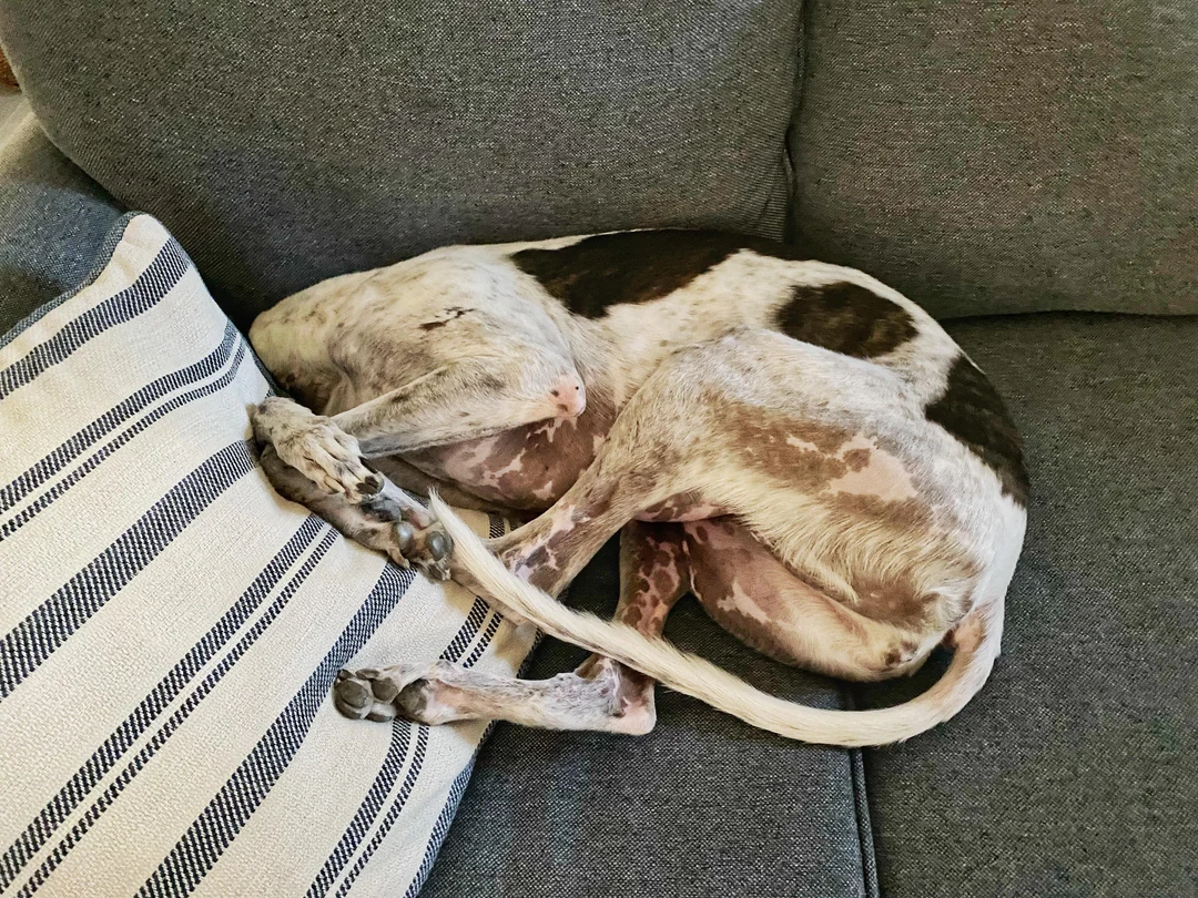 Headless hound is all elbows | Scrolller