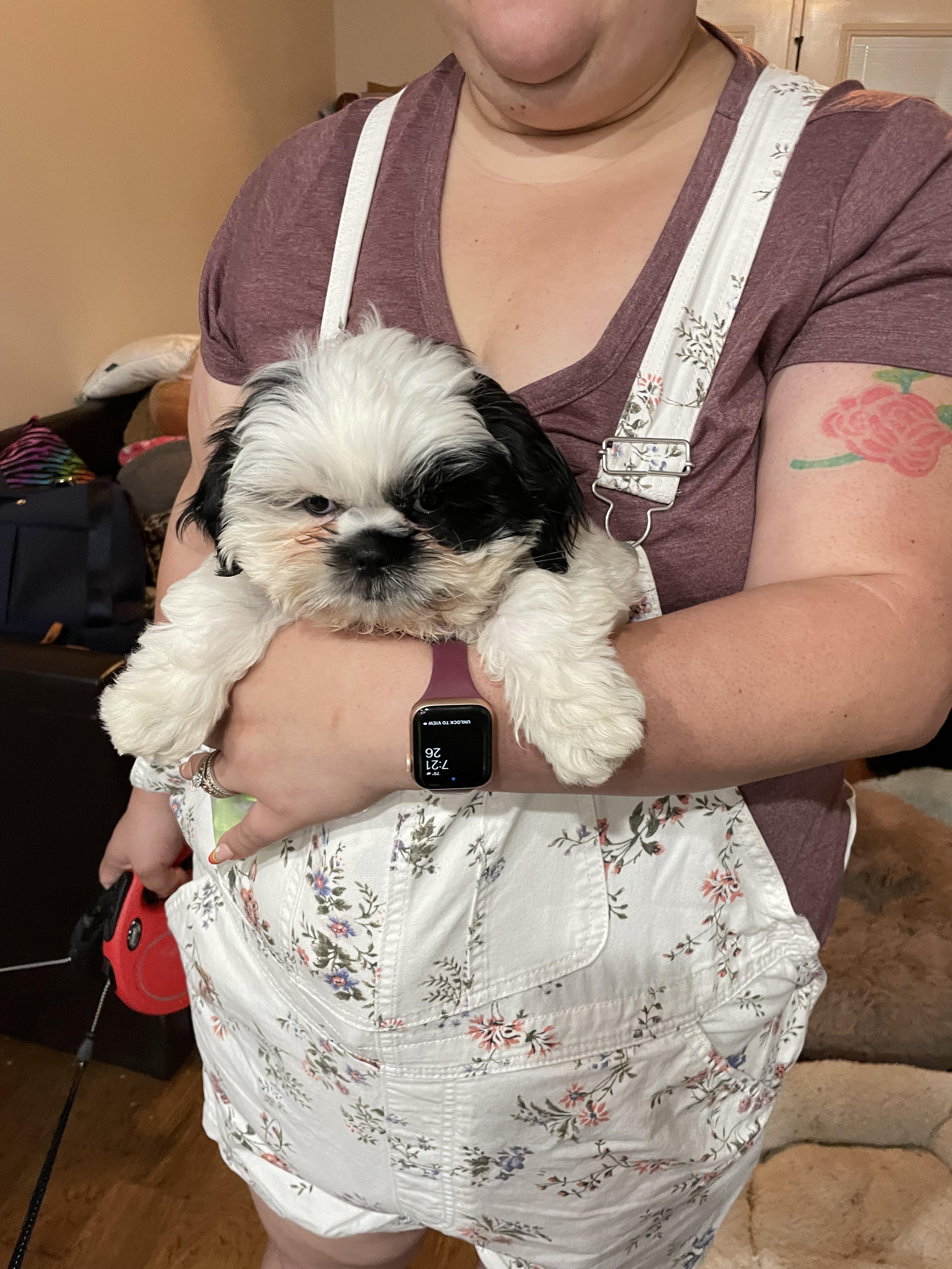 New puppy Eclair | Scrolller