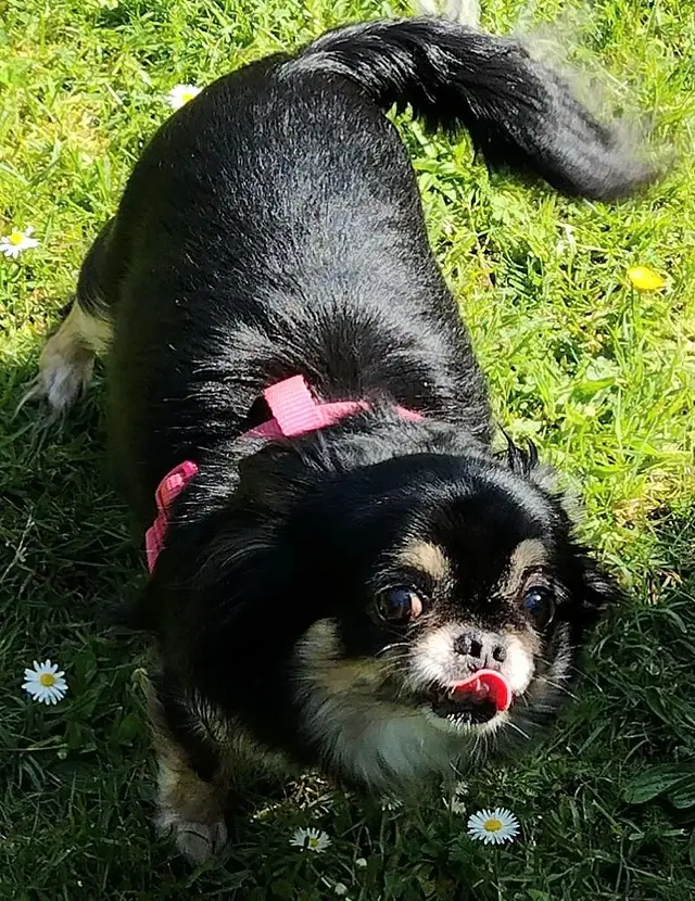 Mini blep | Scrolller