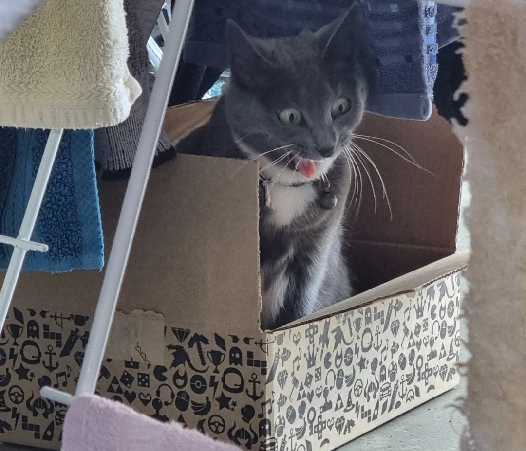 Pop goes the Pixie-weasel... | Scrolller