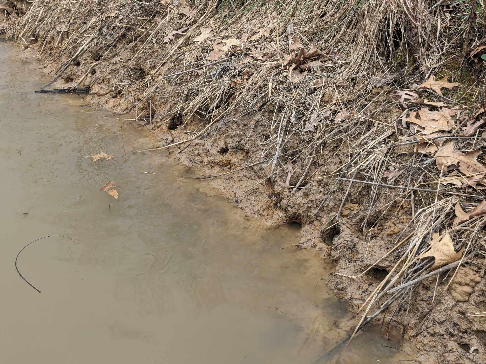 Why do my ducks dig holes in the bank? | Scrolller