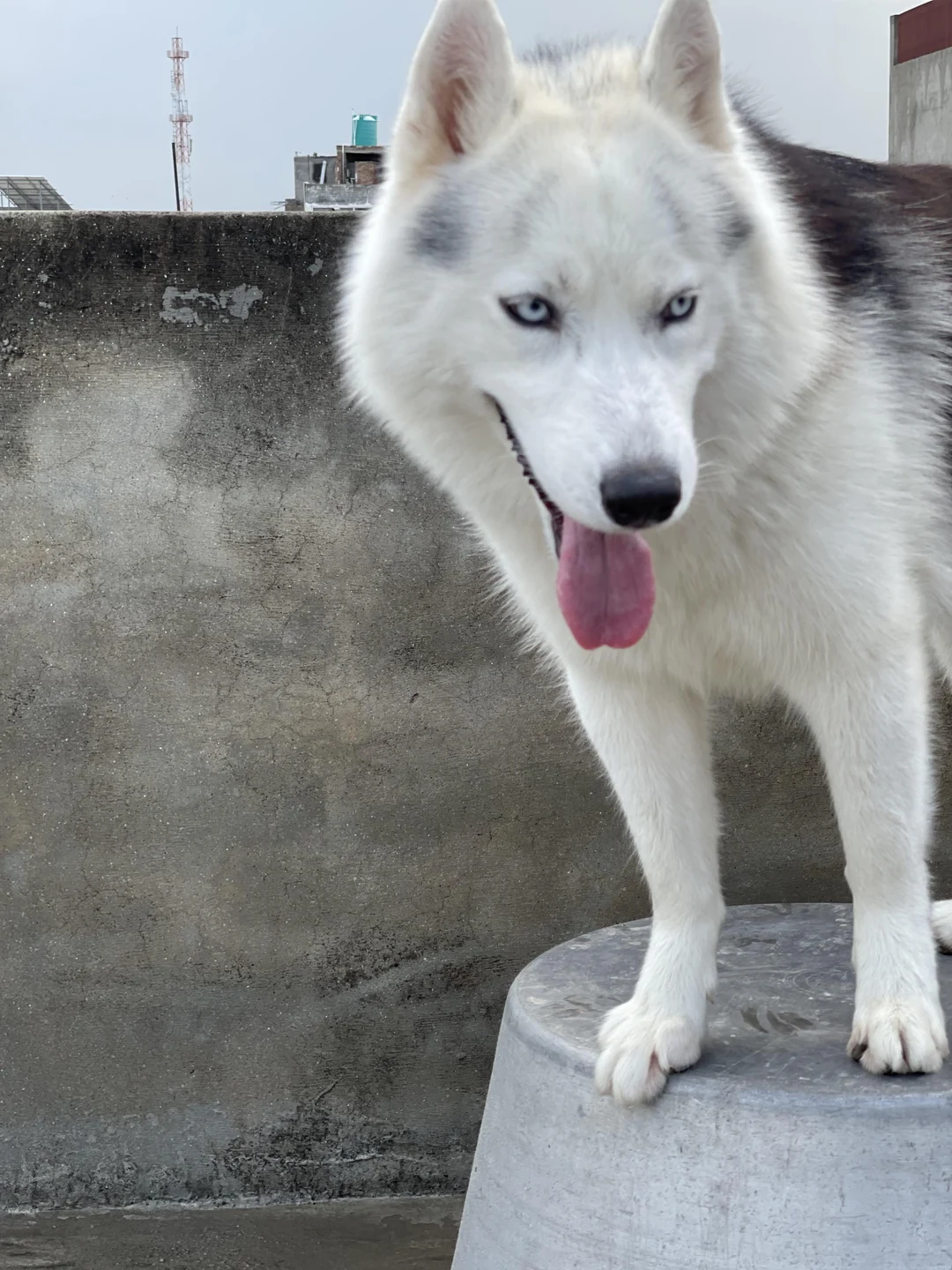 Blue The Siberian Husky | Scrolller