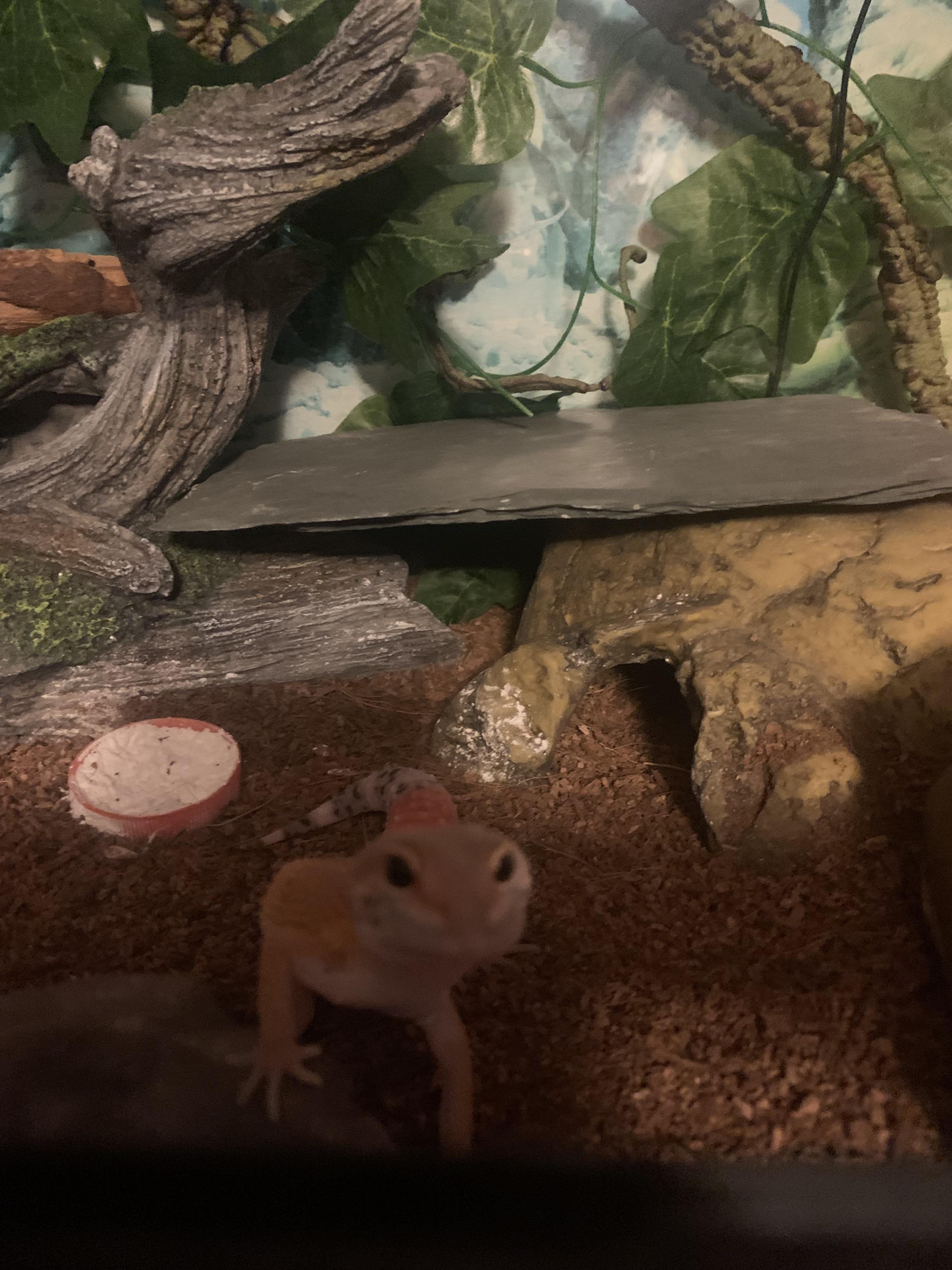 Tango my leopard gecko | Scrolller