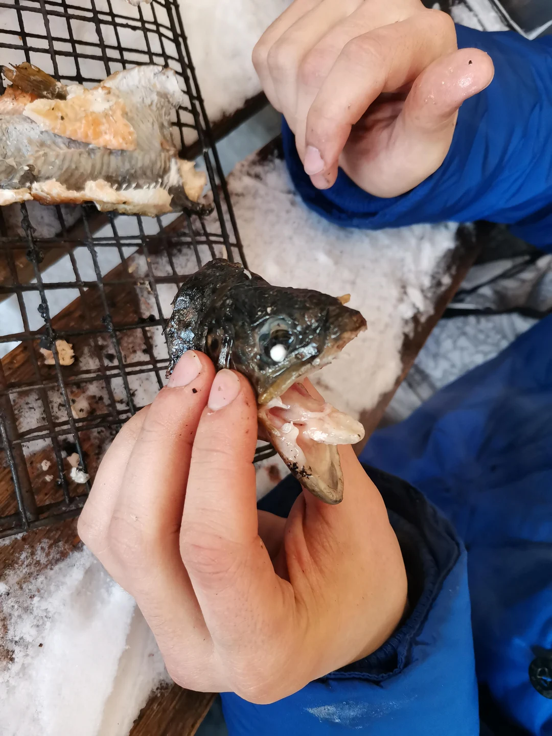 Fishy Whole | Scrolller