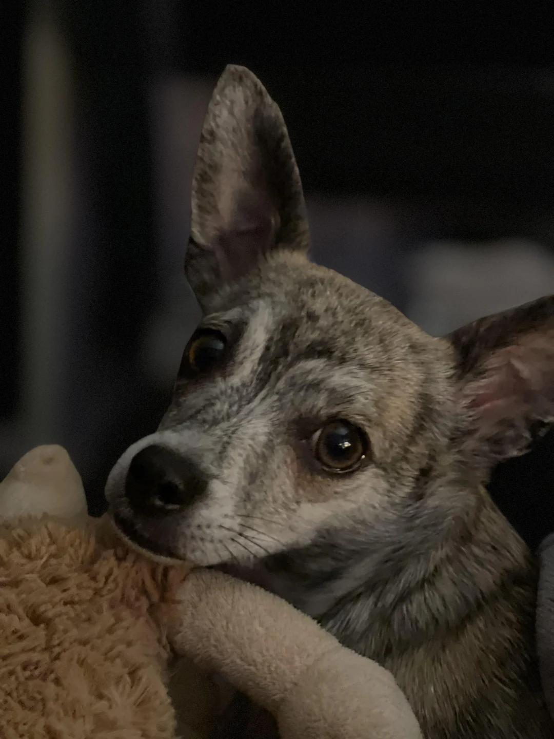 This is Duke Skywalker, he’s strong in the bark side. | Scrolller