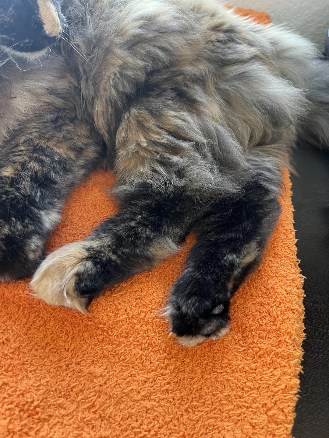 Back paw grooming tips. - Morgana self grooms constantly but doesn’t like me combing below the ...