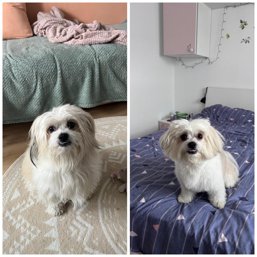 Grooming before and after | Scrolller