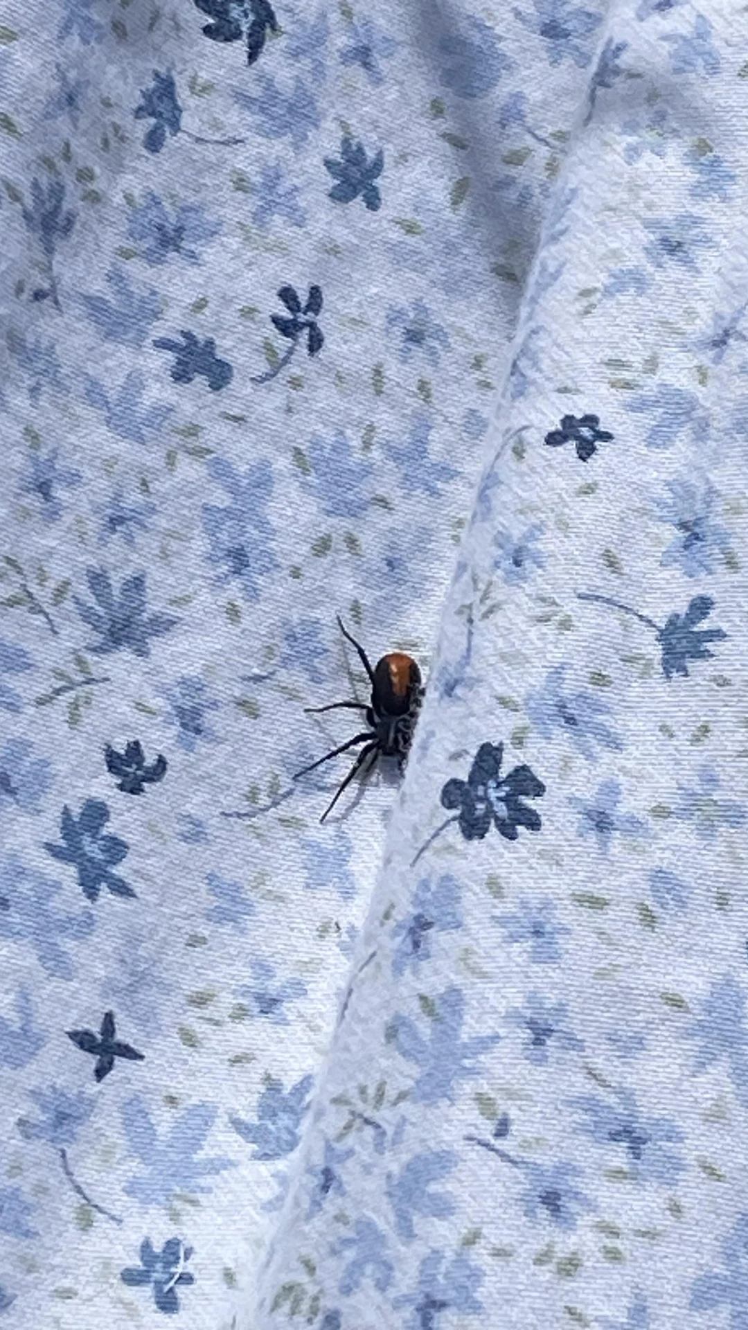 Is this a black widow? It appeared at my picnic area and runs really fast. | Scrolller