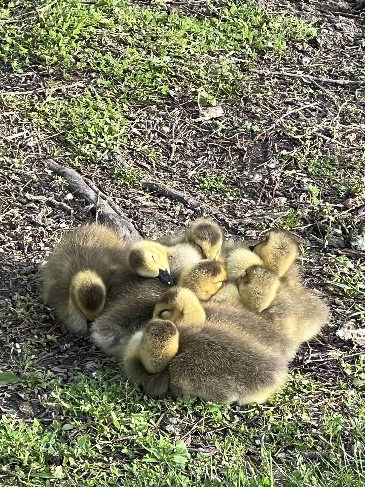 Baby goose cuddle puddle | Scrolller