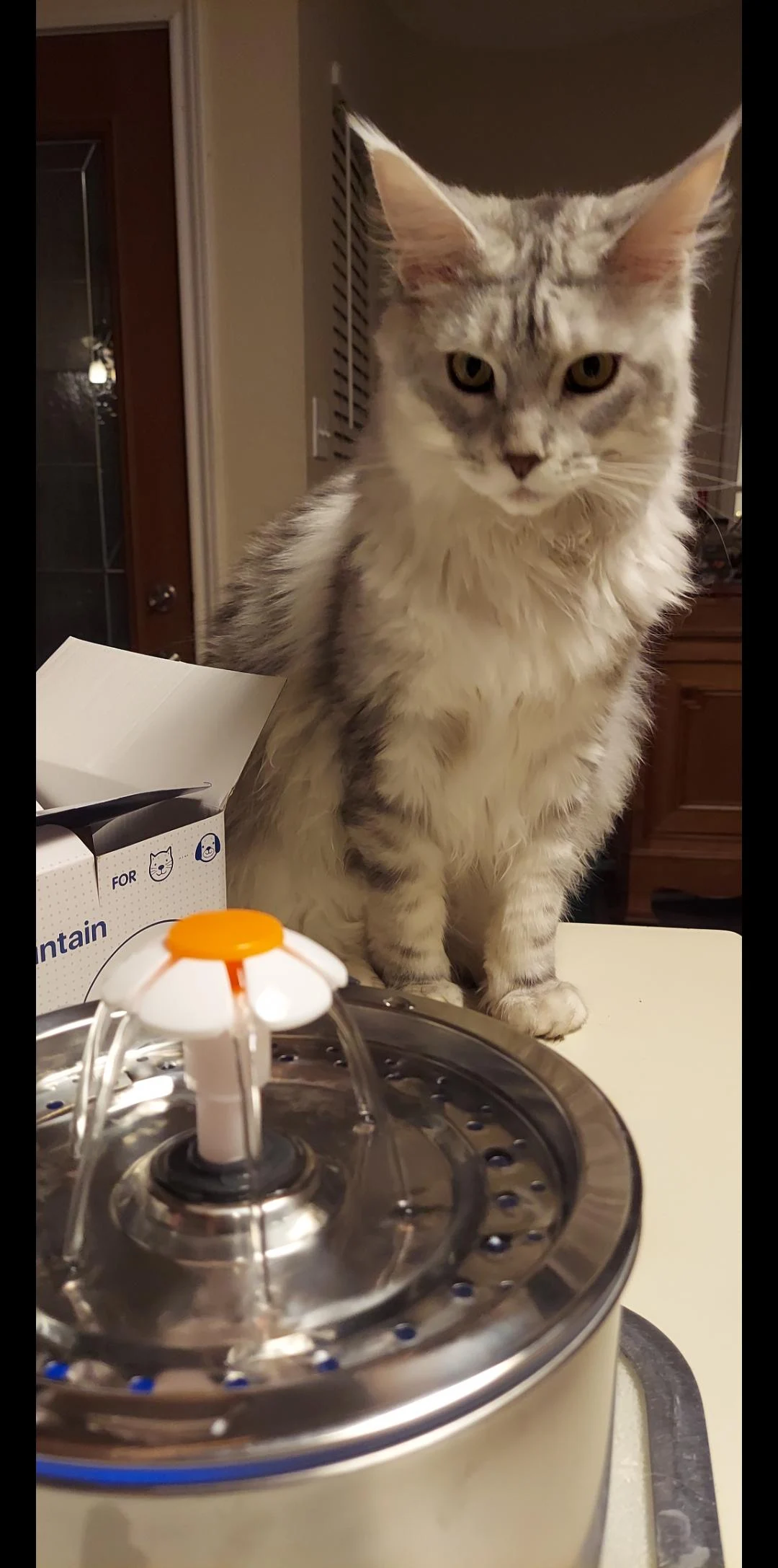 Checking out the new water fountain. (she wasn't impressed). Sophia, 9 months. | Scrolller