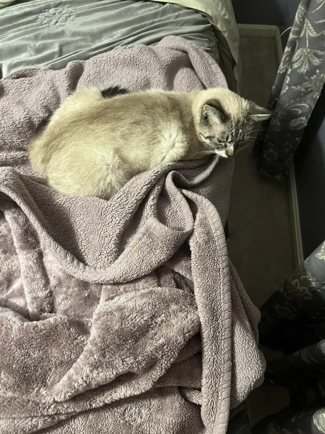 Loaf staring at me | Scrolller