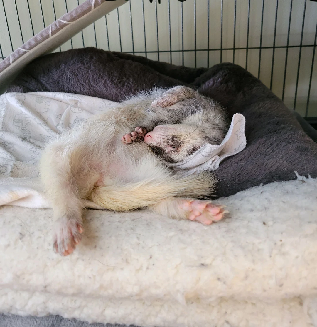 Neville sleeping mid dance move | Scrolller