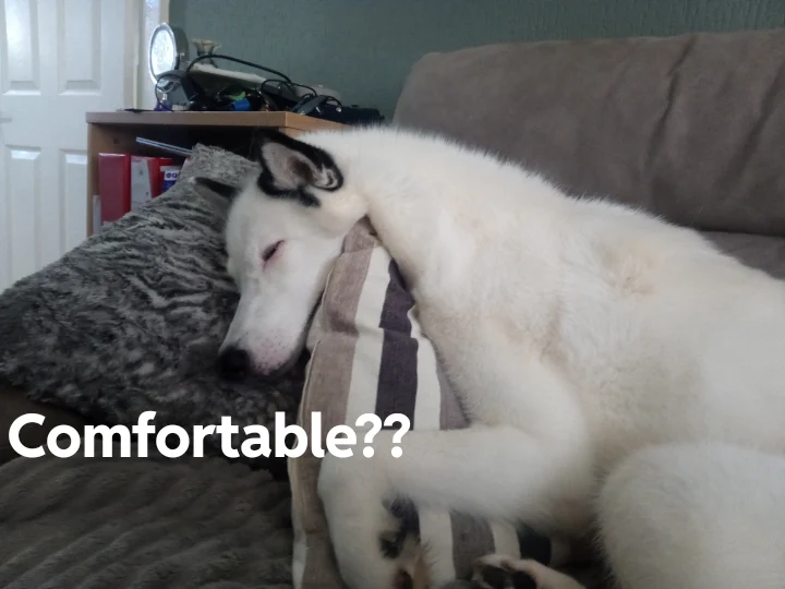 Huskies know what good for them | Scrolller